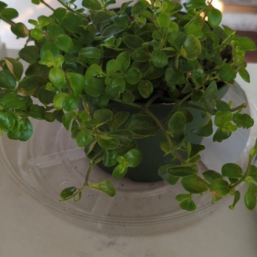 Peperomia Jitterbug Plant Care: Water, Light, Nutrients | Greg App 🌱
