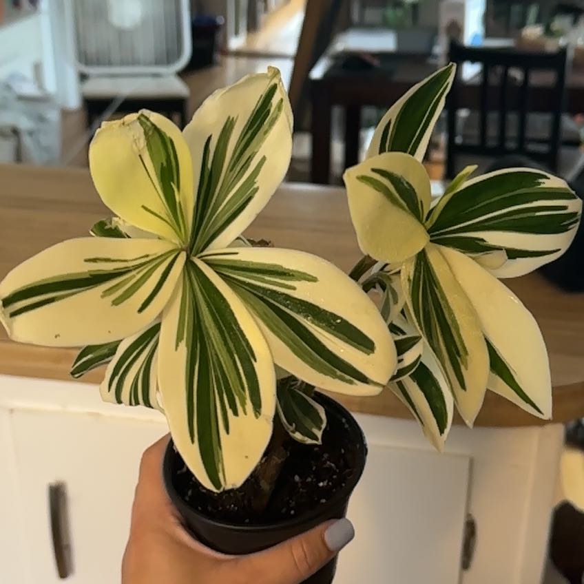 The Complete Variegated Spiral Ginger Plant Care Guide: Water, Light ...