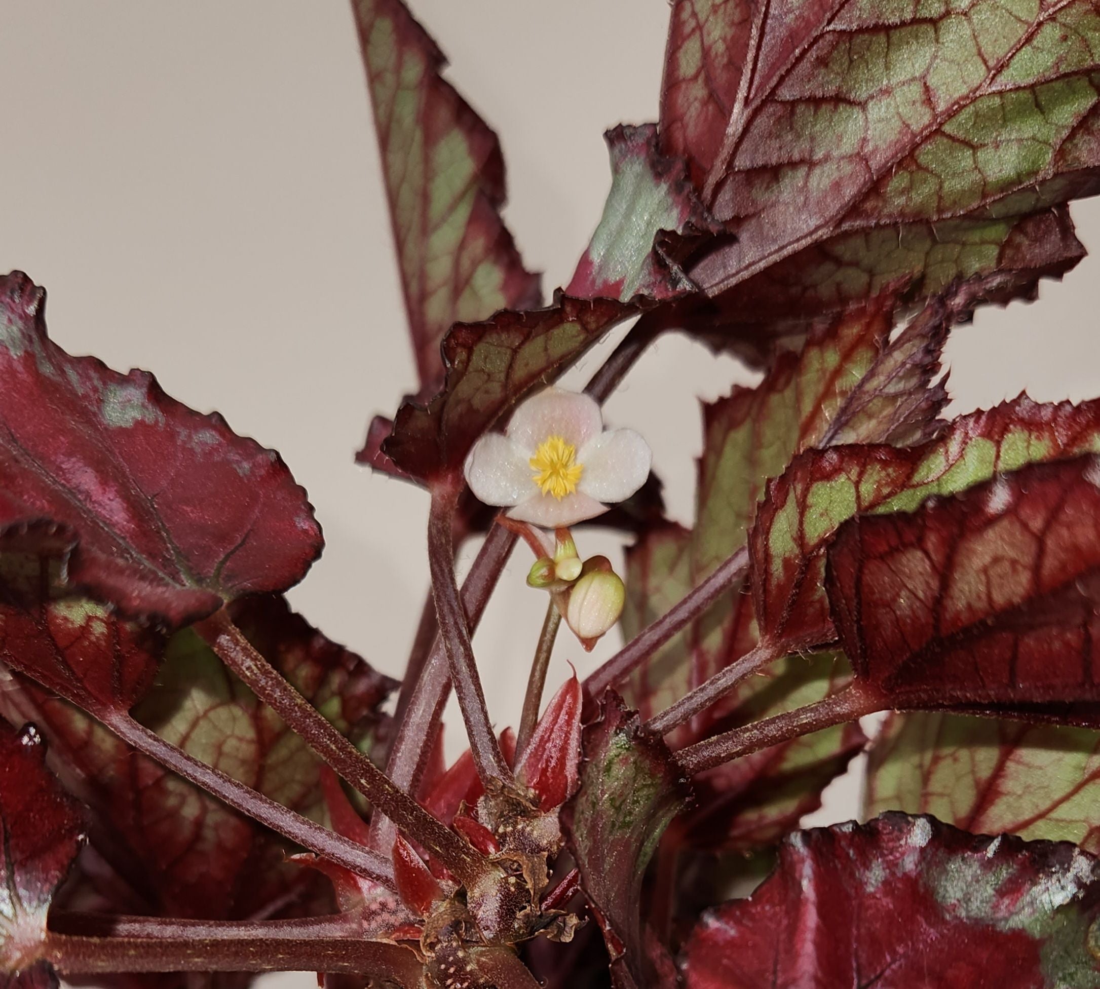 Propagating Rex Begonia: The Ultimate Guide 👶