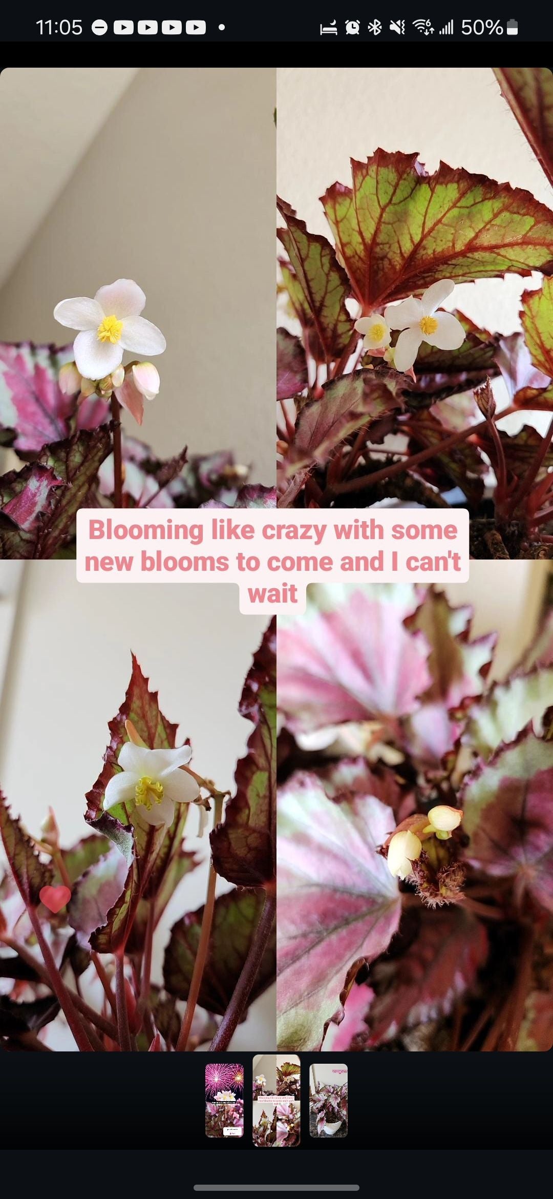 How to Care for Maple leaf begonia: Mastering Water, Sunlight & More