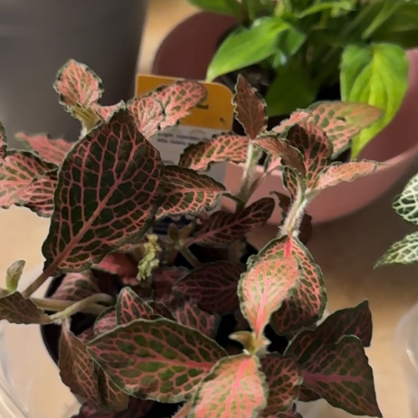 'Ruby Red' Nerve Plant: How Much Water & Light Does it Need to Thrive?