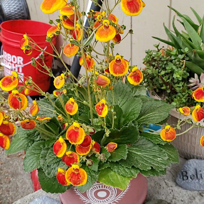 Pocketbook Plant Plant Care: Water, Light, Nutrients | Greg App 🌱