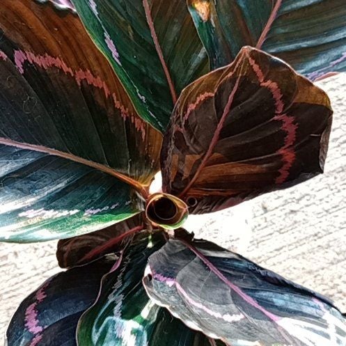 Gregarious | A plant by @SecurePigfern on Greg