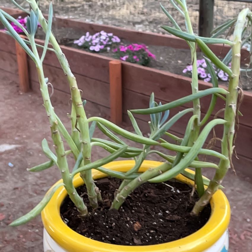 Dwarf Clone Care 101: Water, Light & Growing Tips