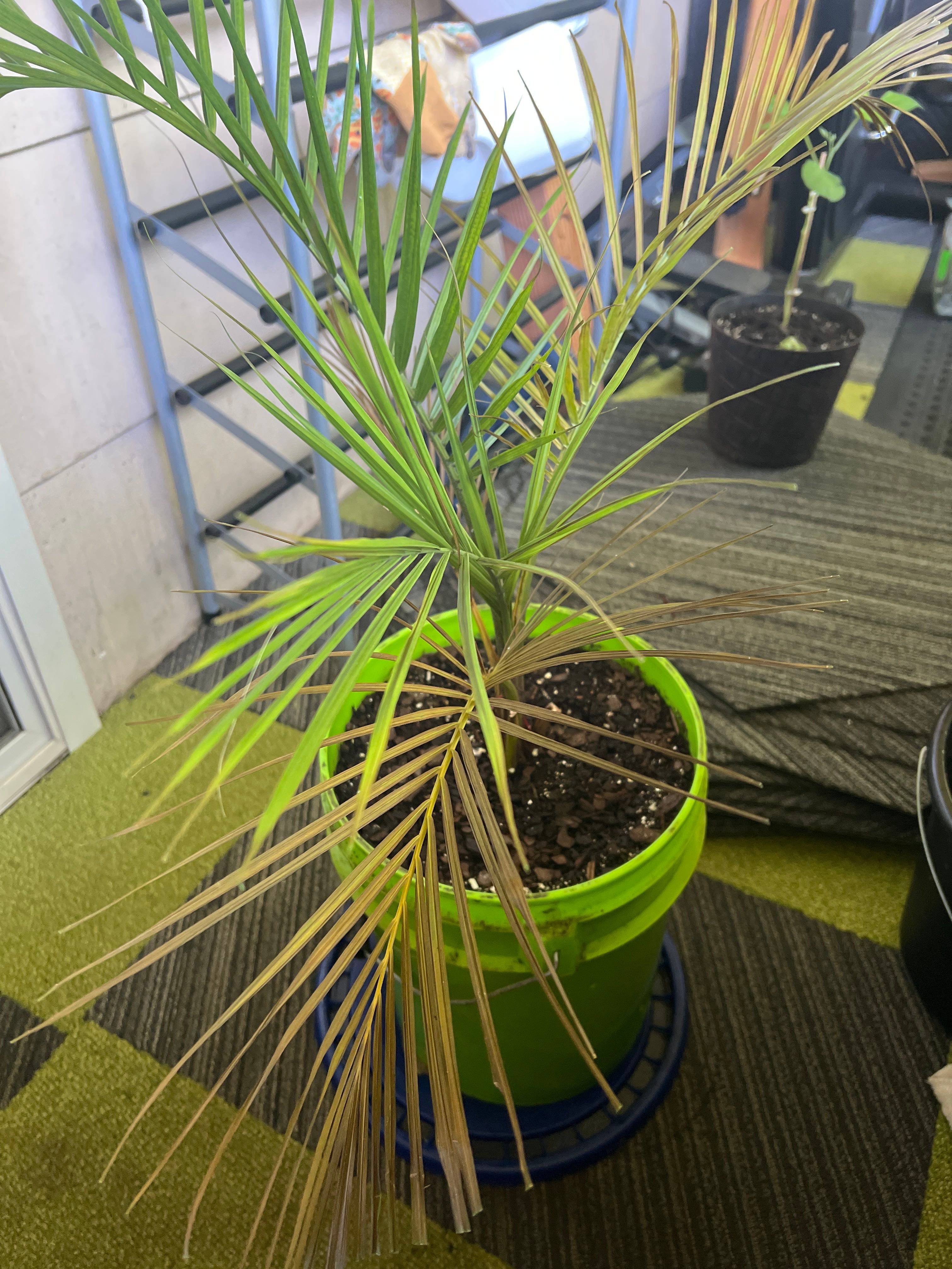 🔍 Diagnosing Majesty Palm Root Rot