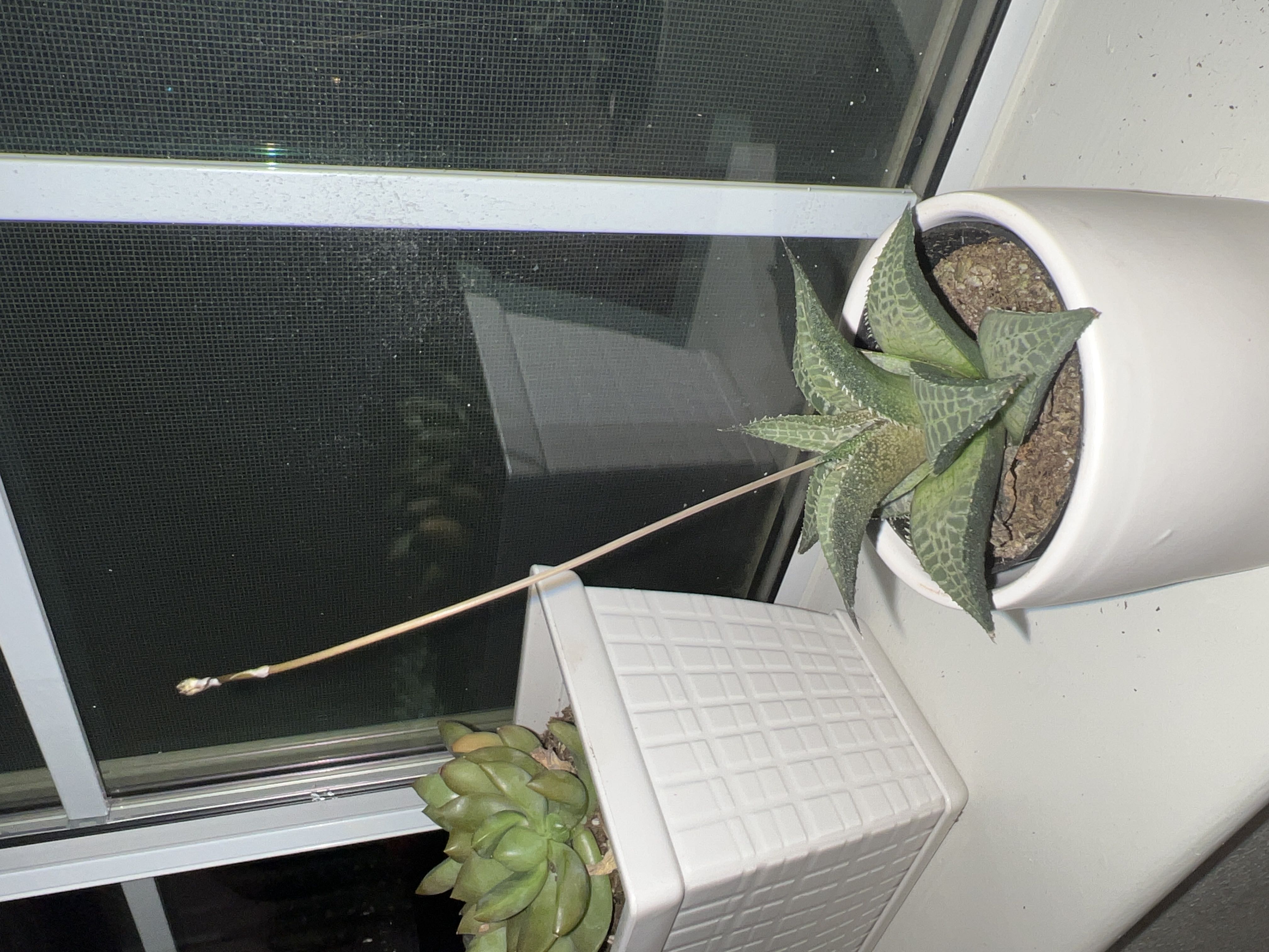 The Complete Aloe Gasteria Durban Plant Care Guide: Water, Light & Beyond