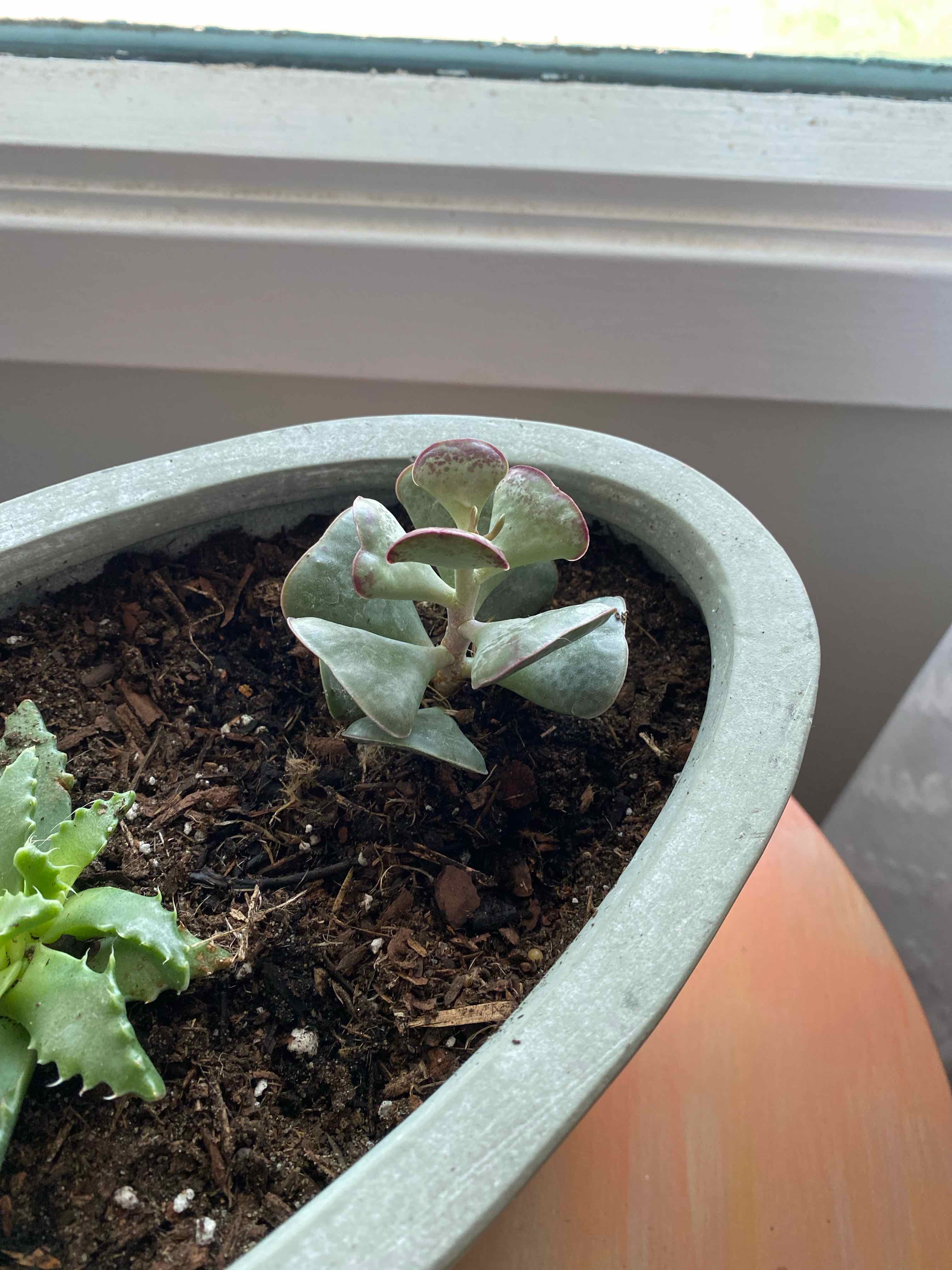 Why Are There Brown Spots on My Calico Hearts?