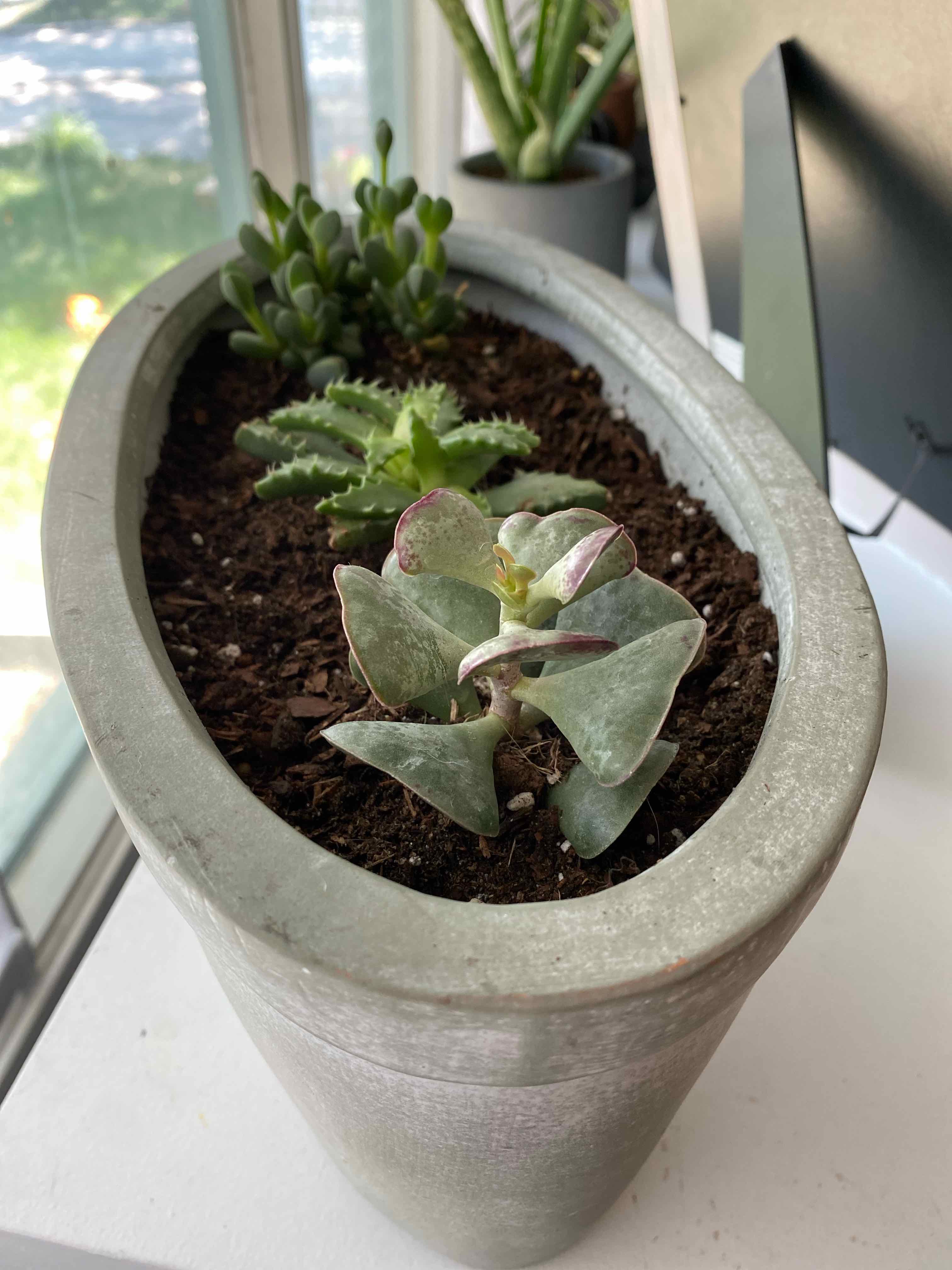 Why Are There Brown Spots on My Calico Hearts?