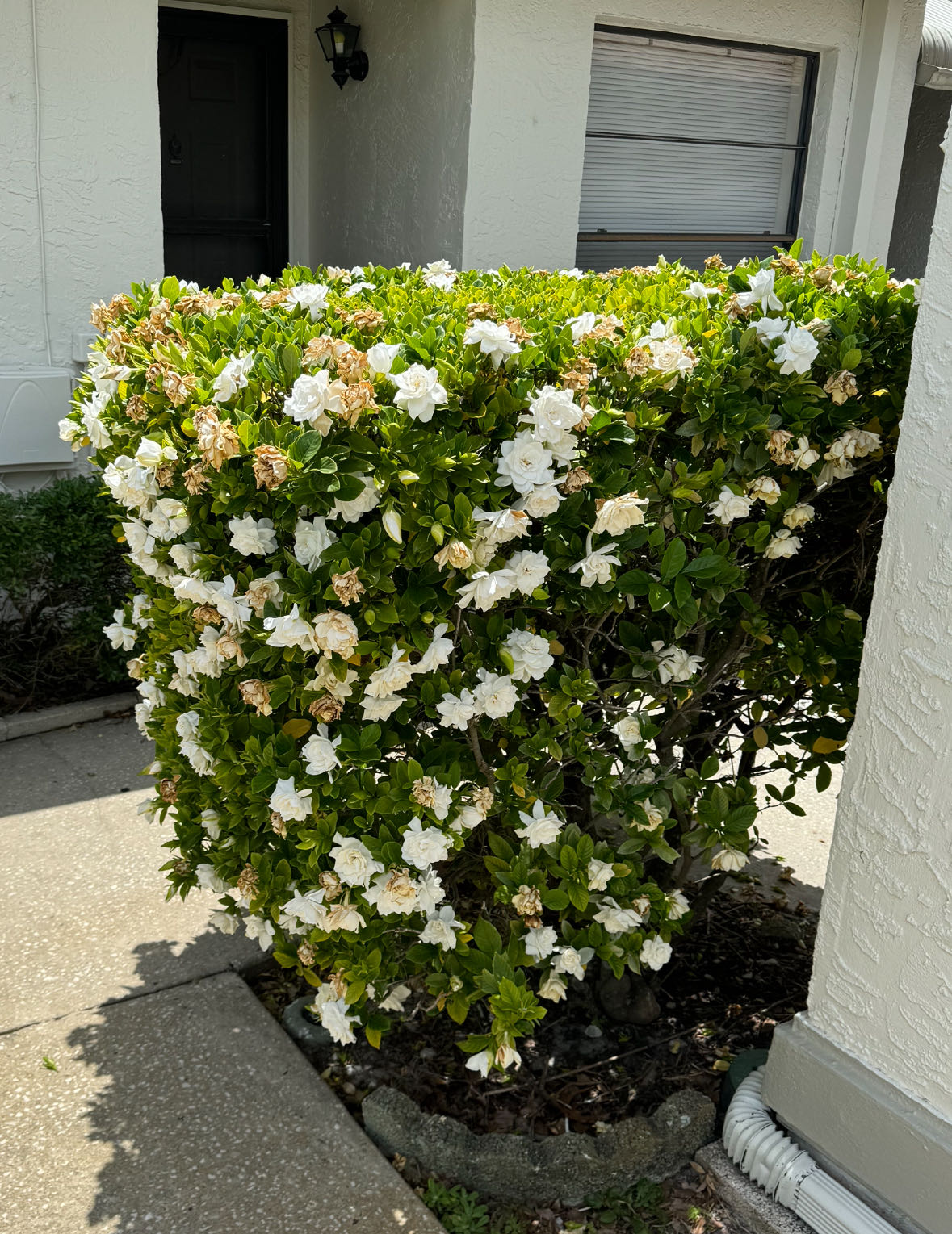 Propagate Gardenia Bush Help