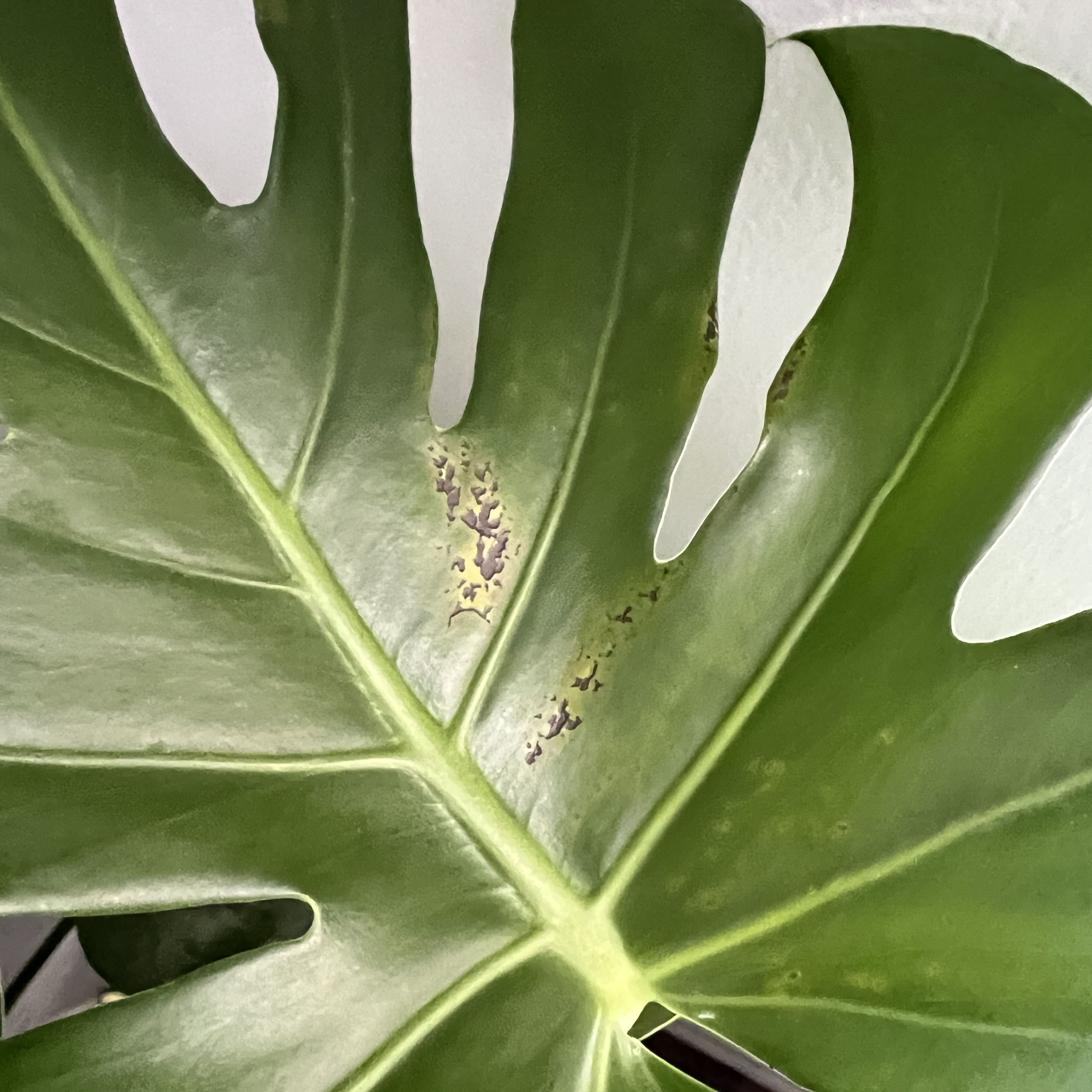 Monstera 'Burle Marx Flame': How Much Water & Light Does it Need to Thrive?