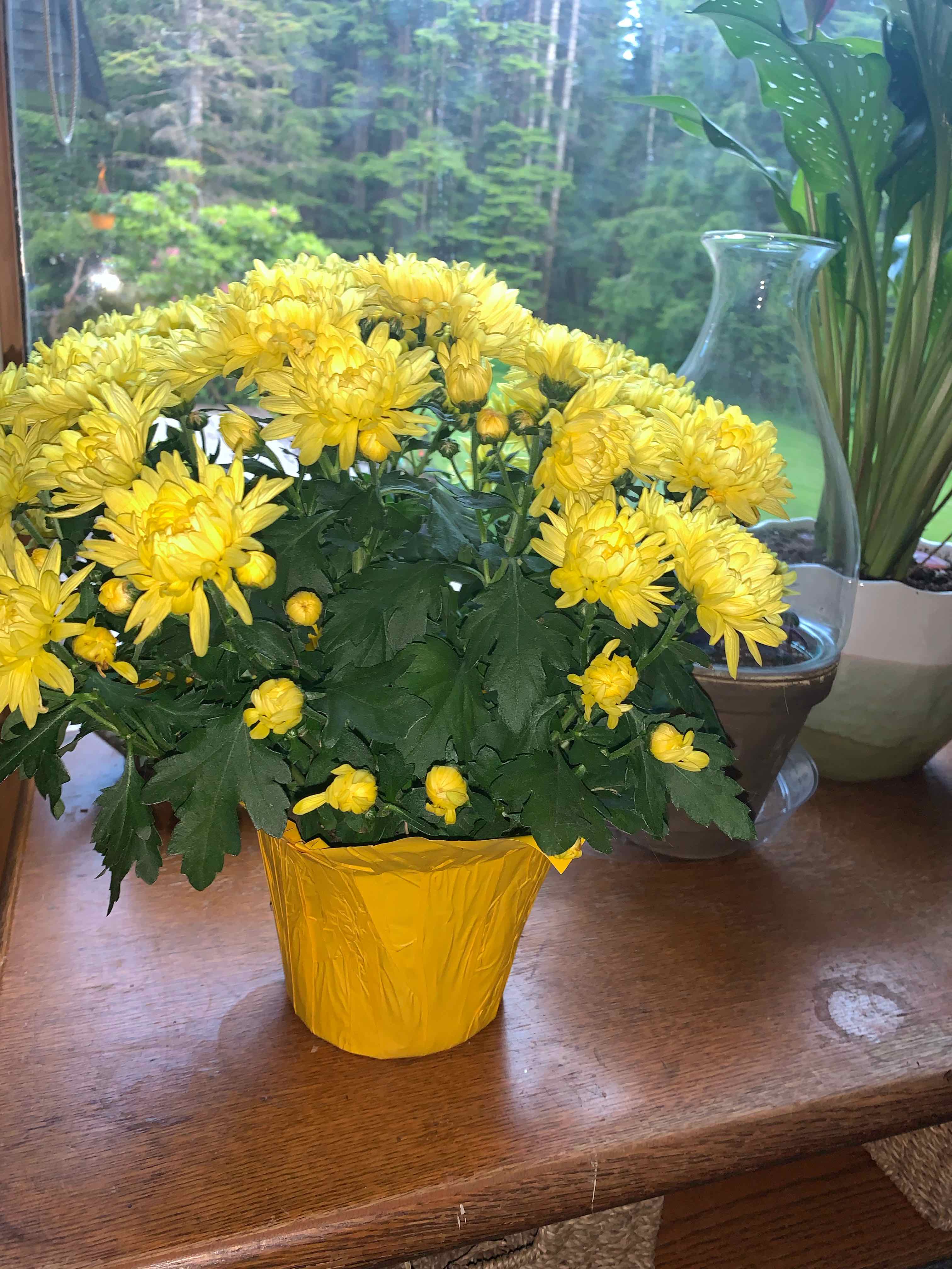 Propagating Giant Crego Aster: Step-by-Step Guide
