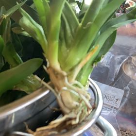 Turtle Shell Orchid Plant Care: Water, Light, Nutrients | Greg App 🌱