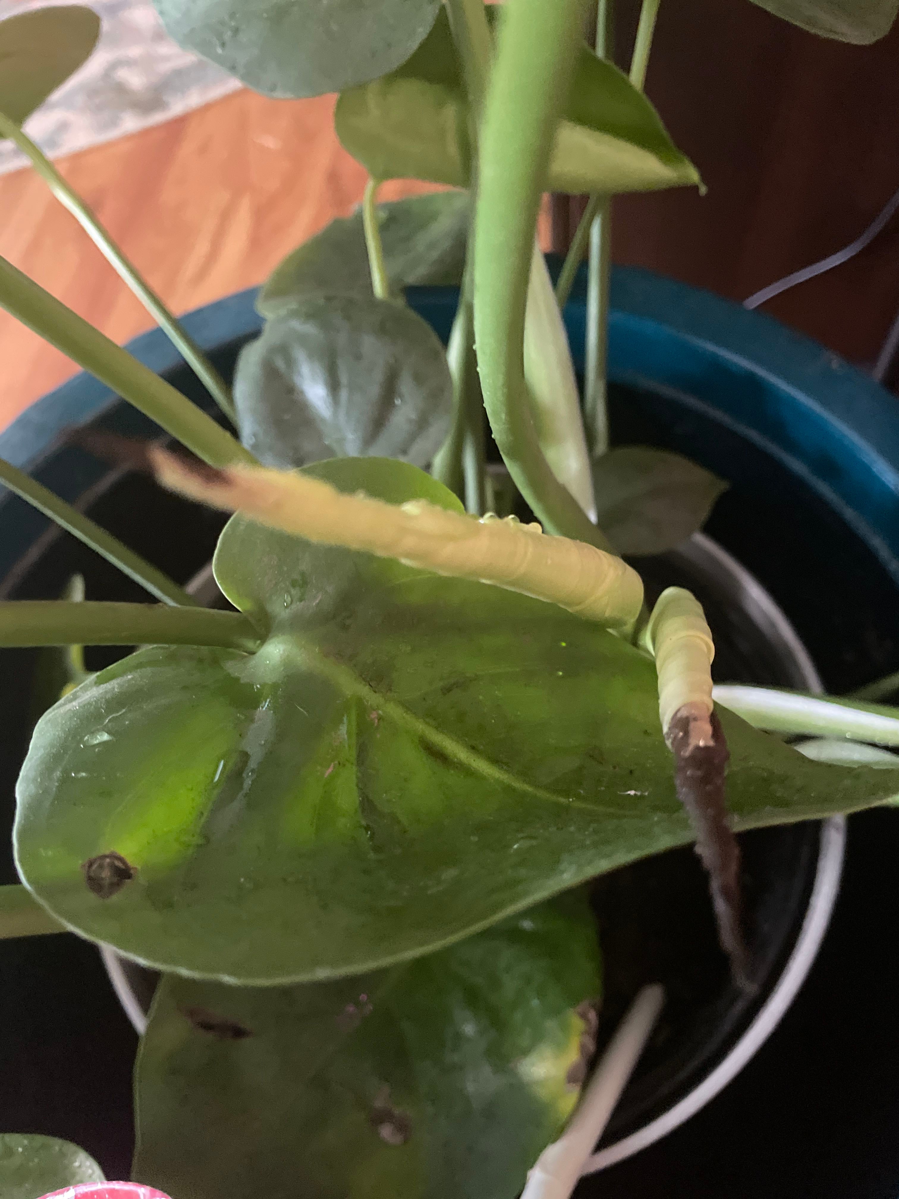 Brown Spots On Monstera Pinnatipartita 'siam' Leaves