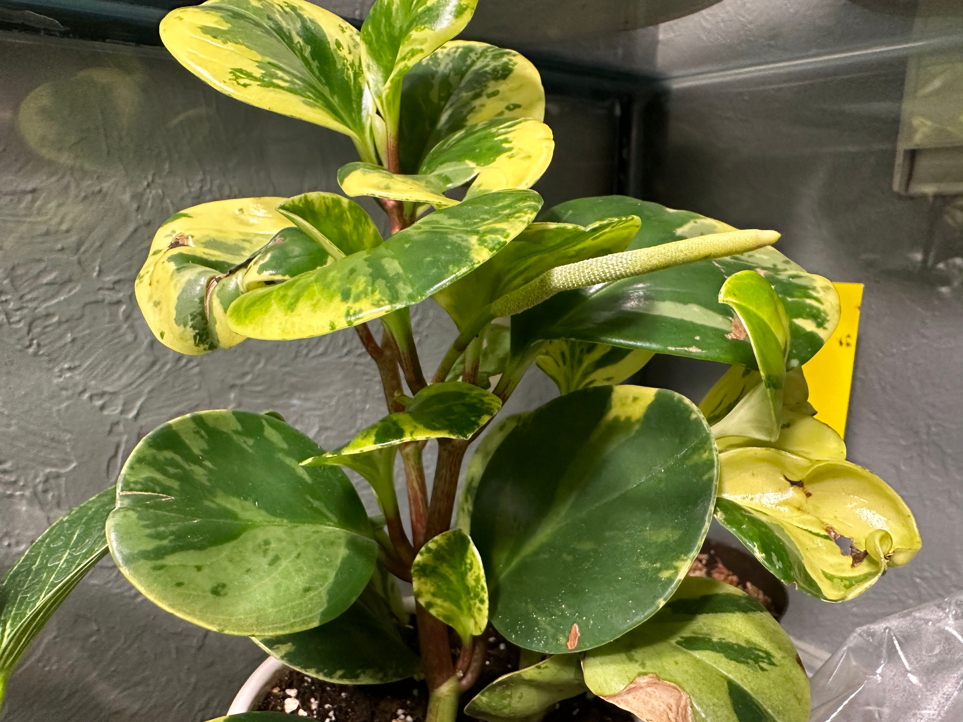 Marble Peperomia Plant Care: Water, Light, Nutrients | Greg App 🌱
