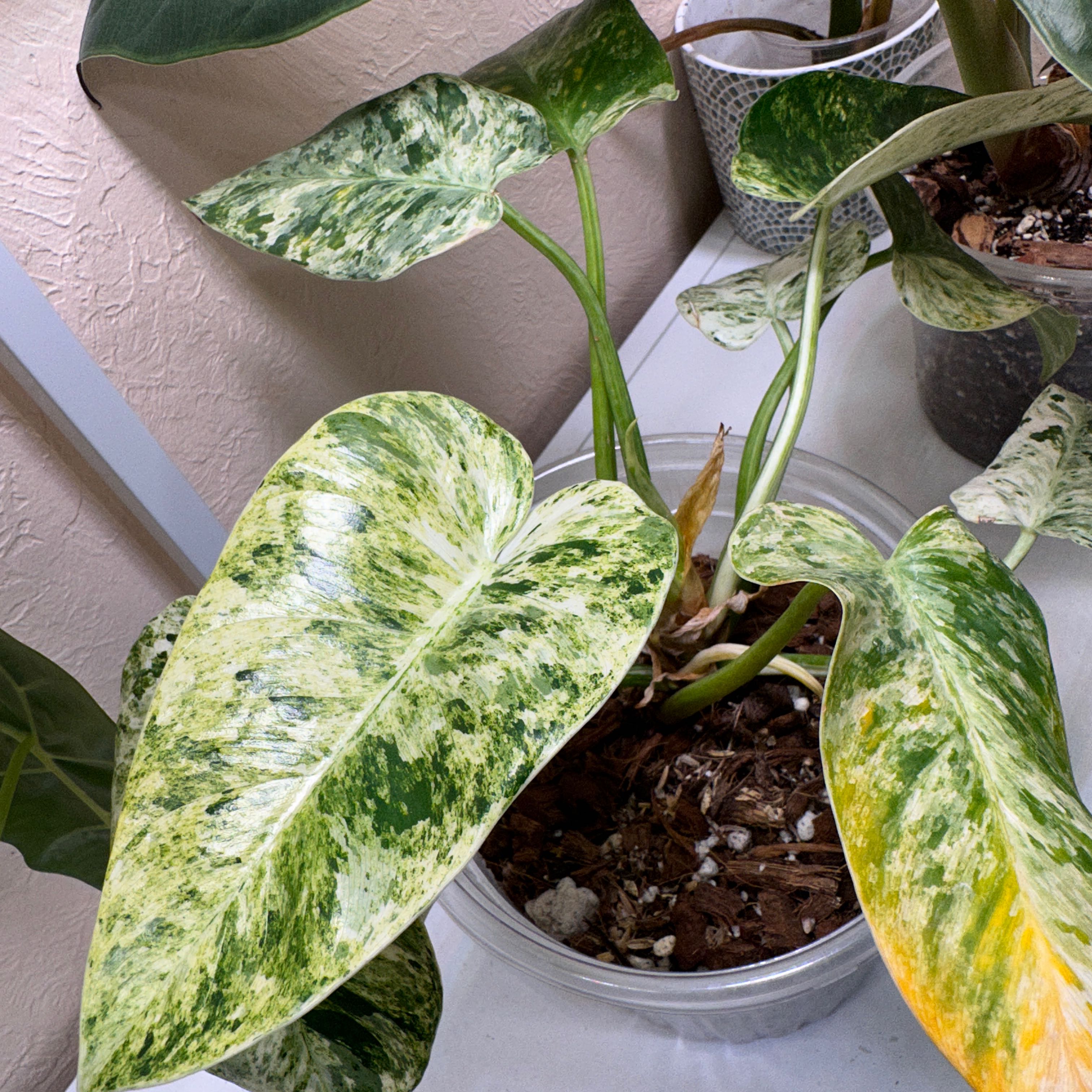 Blizzard | A plant by @Plantaddict02 on Greg