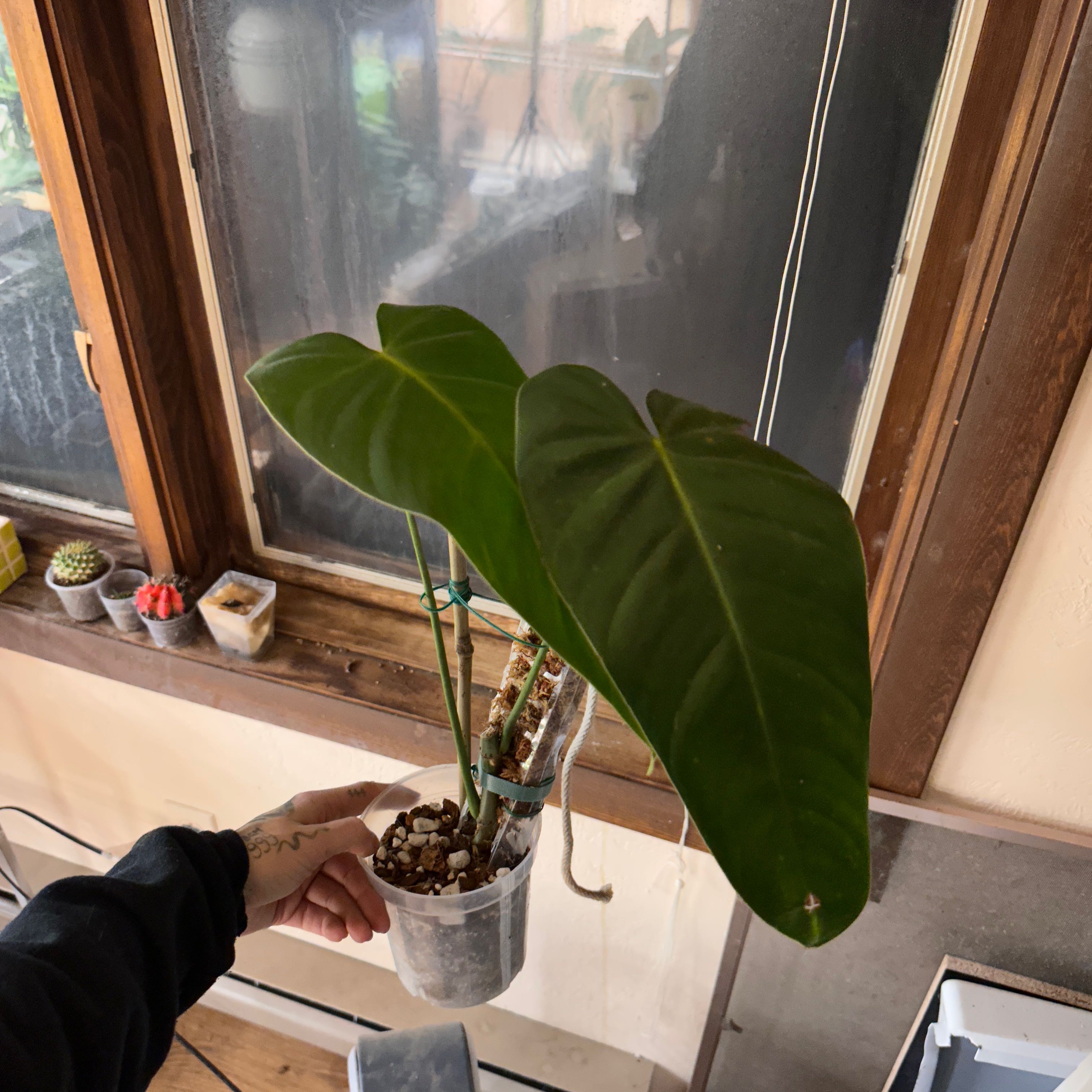 Philodendron delinksii Plant Care: Water, Light, Nutrients | Greg App 🌱