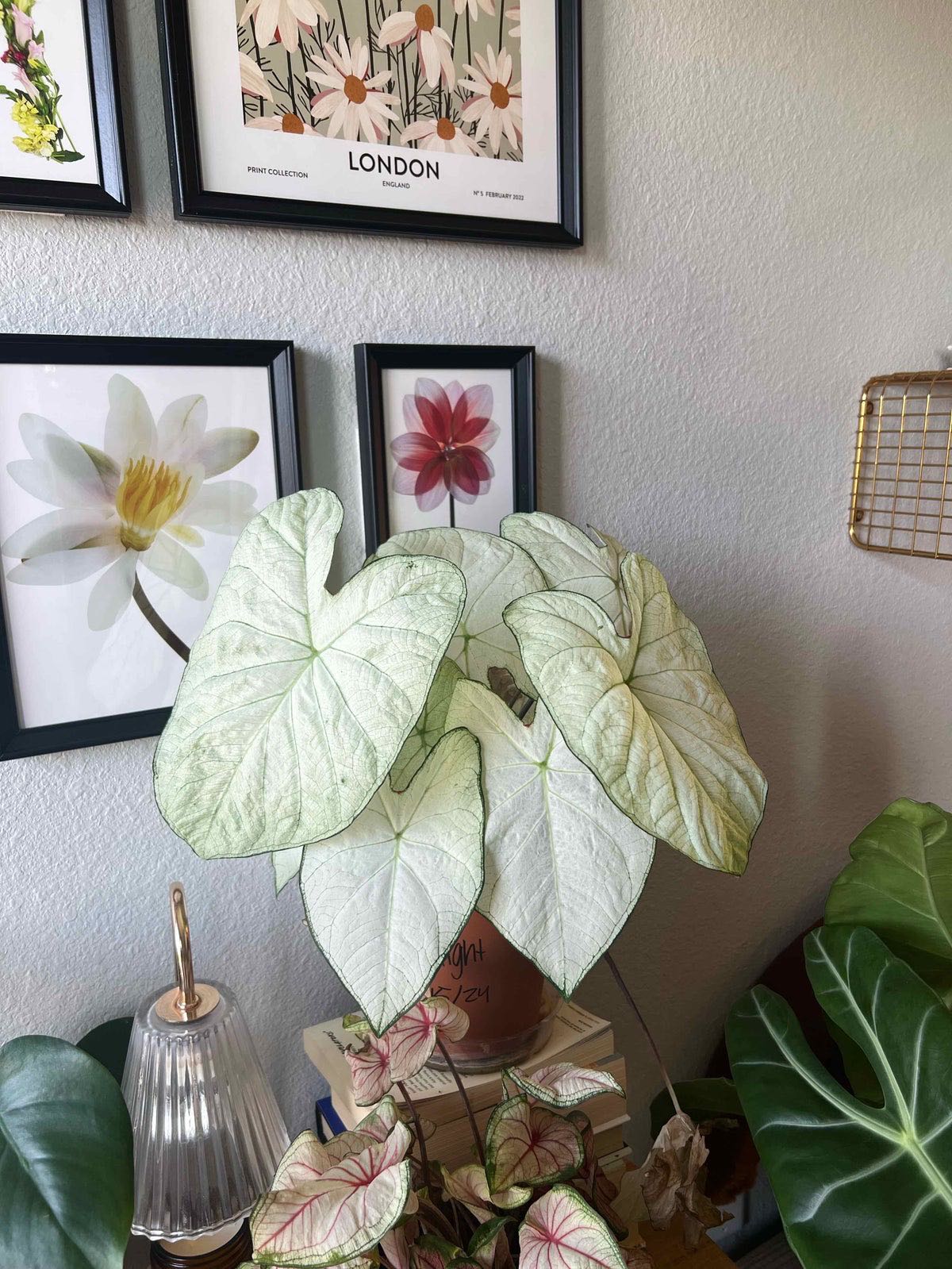 👼 How to Fix Droopy Leaves on Your Angel Wings