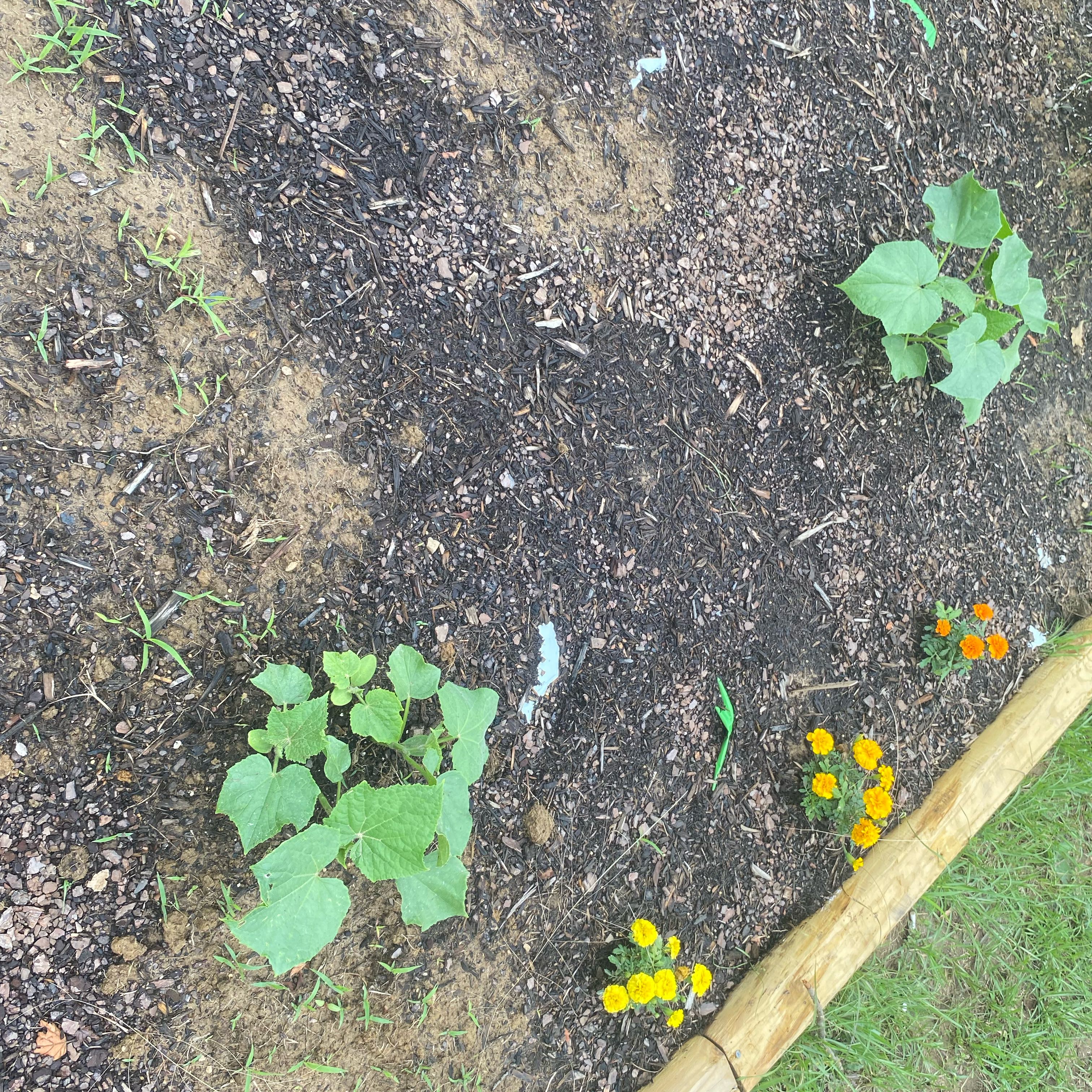 10 Advantages of Having a Creeping Cucumber