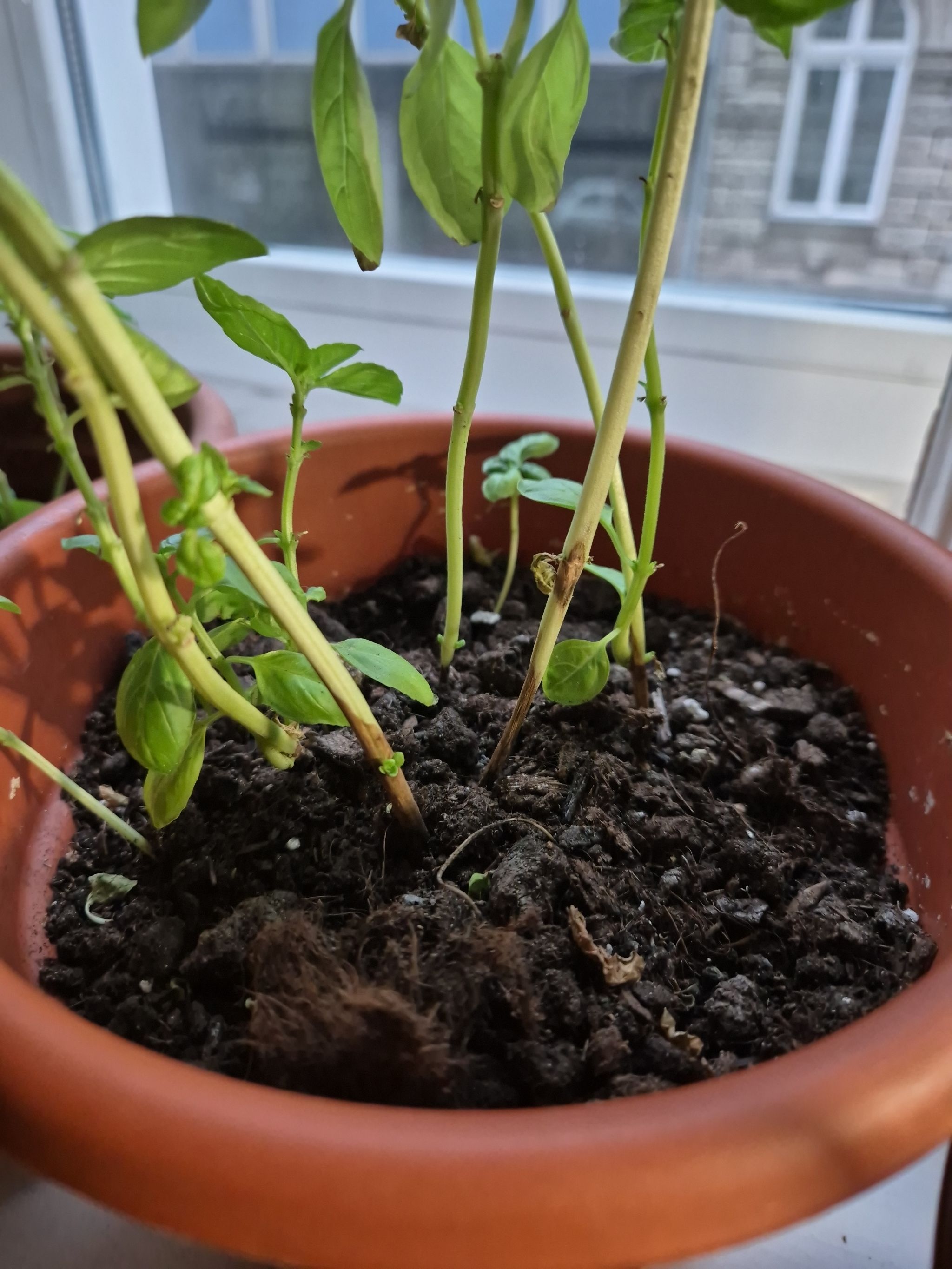 How Big Your Full Grown Holy Basil Can Get