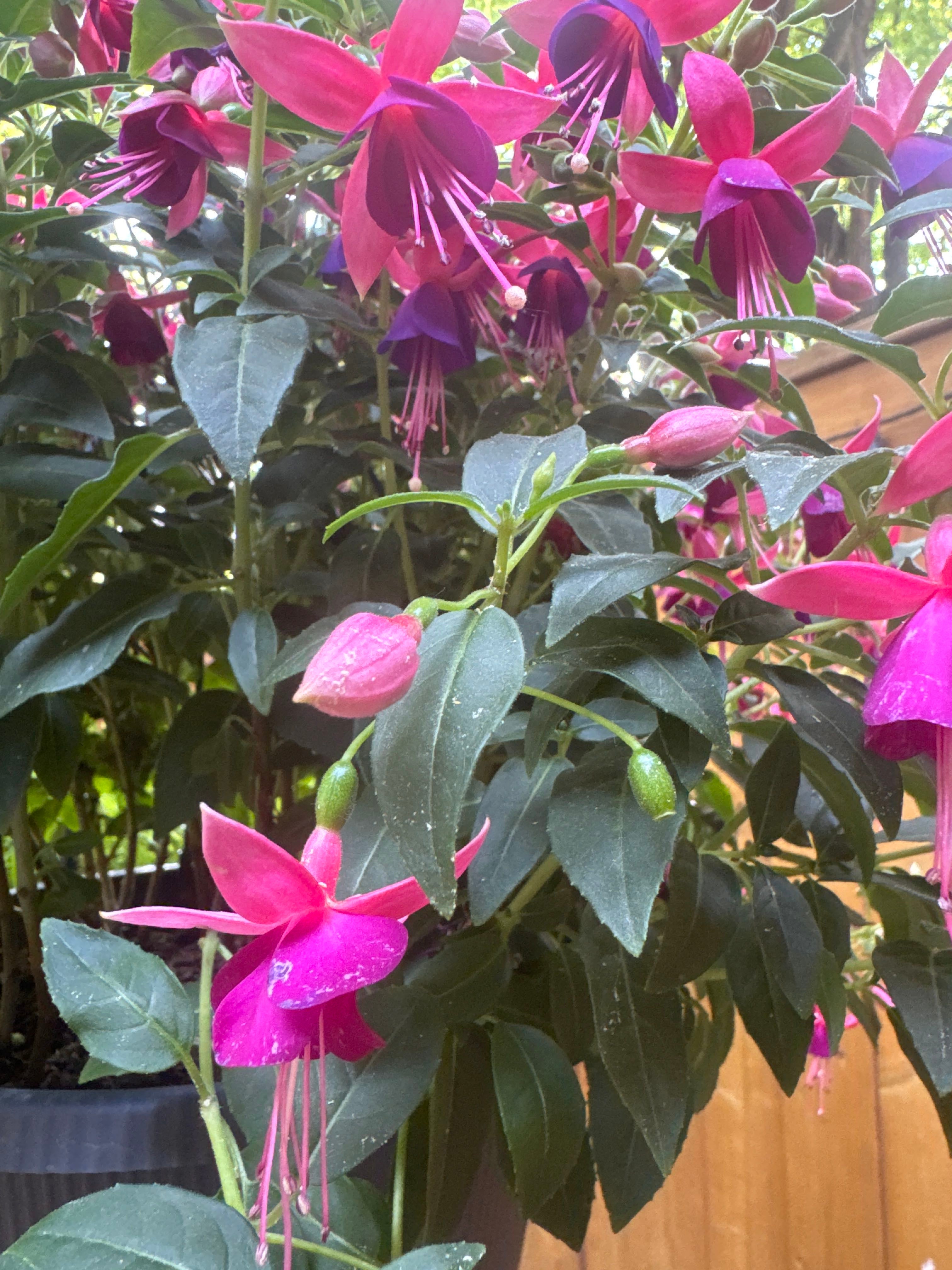 When the flower falls off should you take the green stem ...