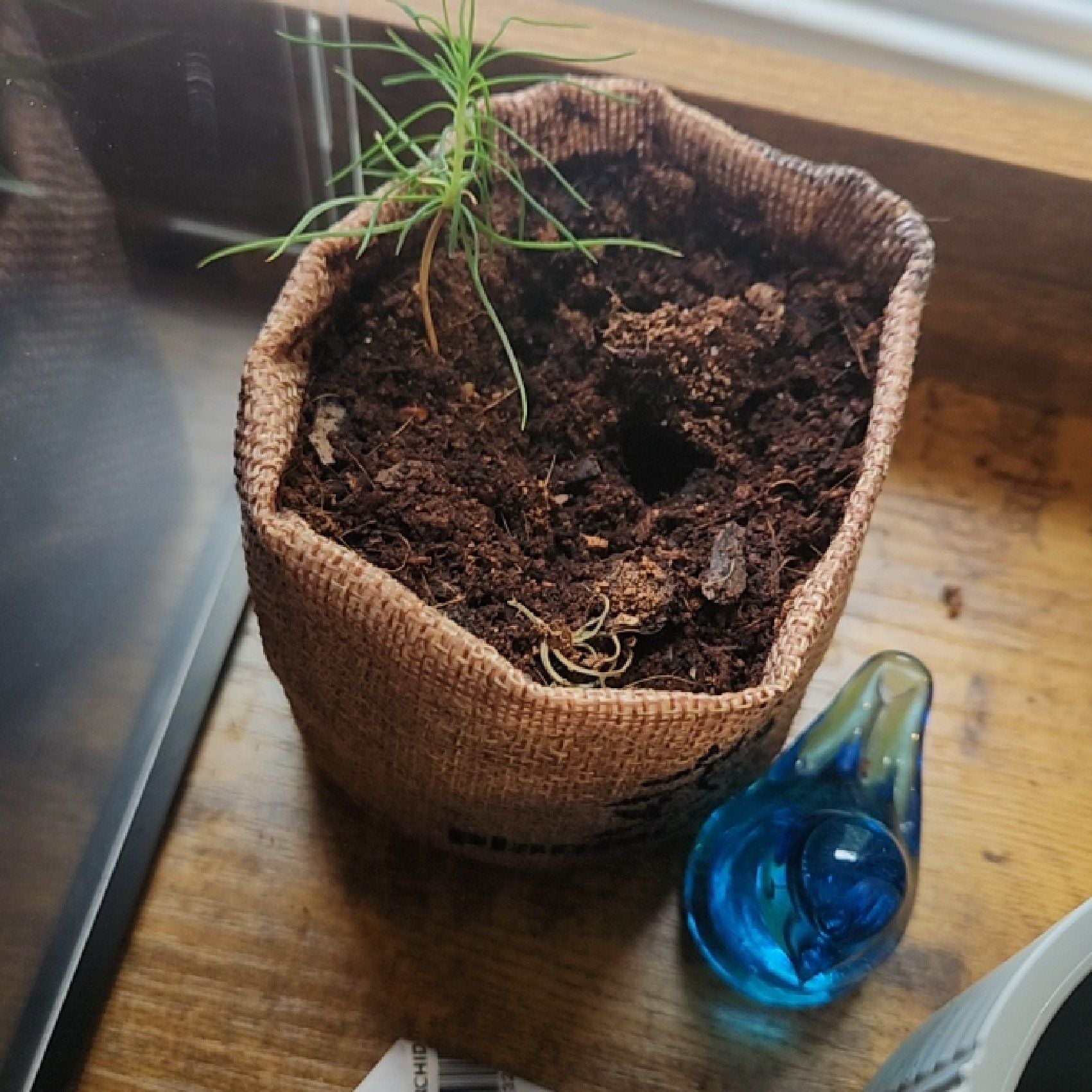 When and Where Should I Trim My Eastern White Pine?