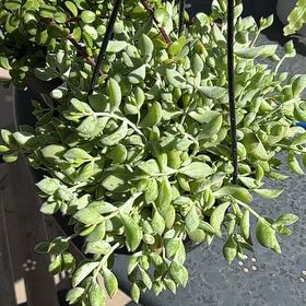 Zeus | A plant by @MajorHairymelic on Greg