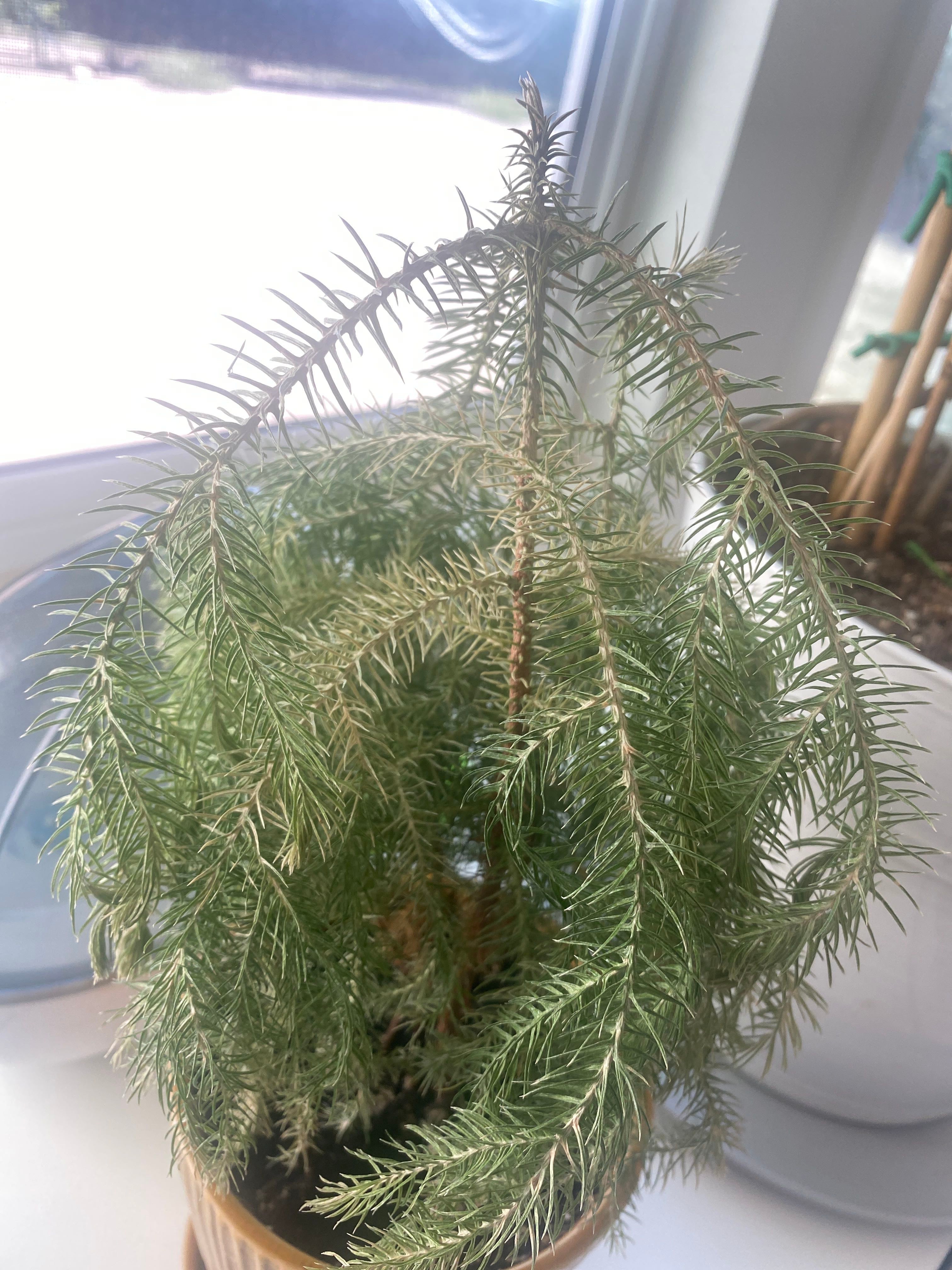 🌲 Why Your Hoop Pine Is Not Doing Well
