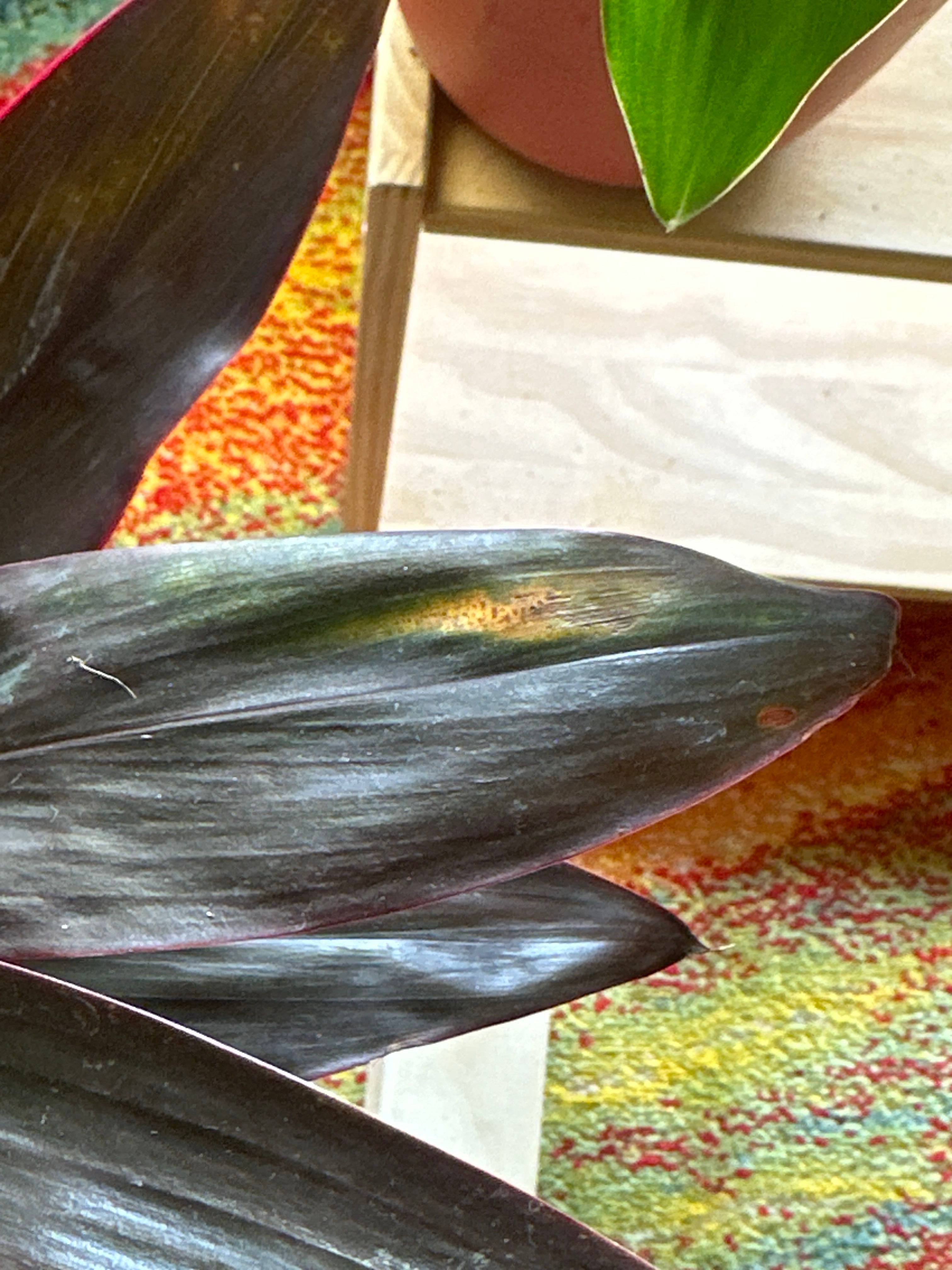 Why Are There Brown Spots on My Cabbage Tree?