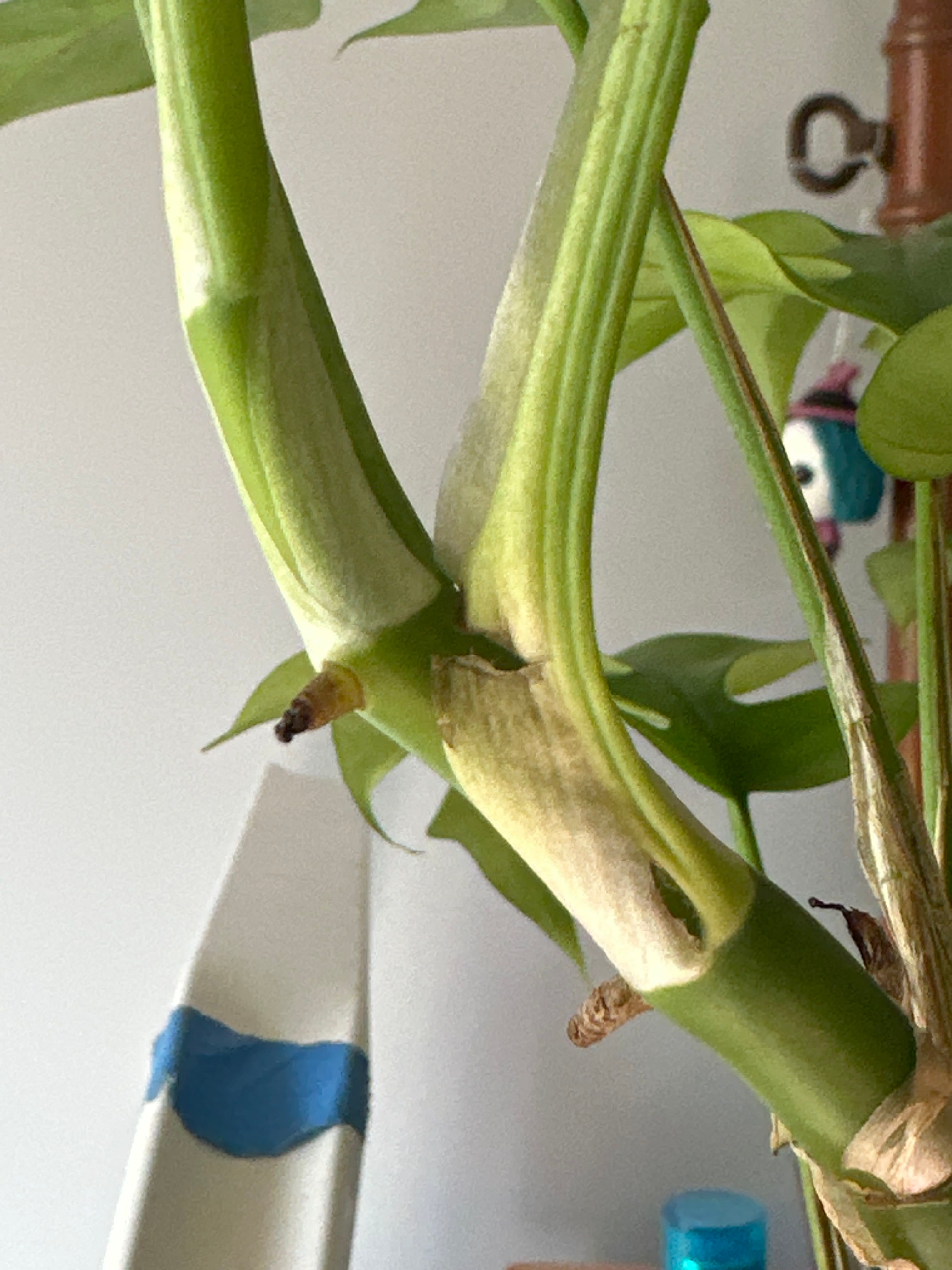 Mini Monstera Plant Care: Water, Light, Nutrients | Greg App 🌱