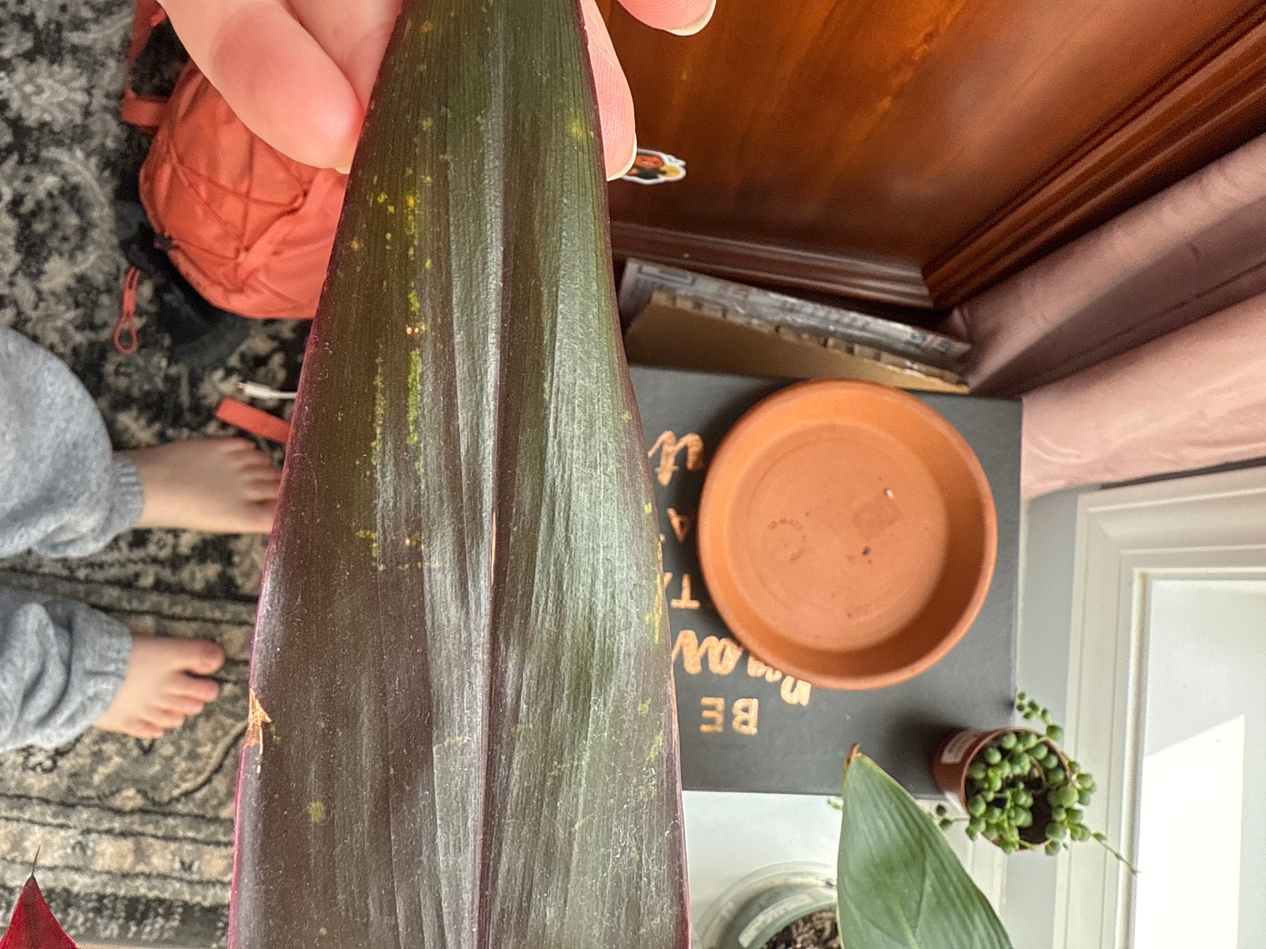 dwarf cabbage tree, pygmy cabbage tree: How Much Water & Light Does it ...