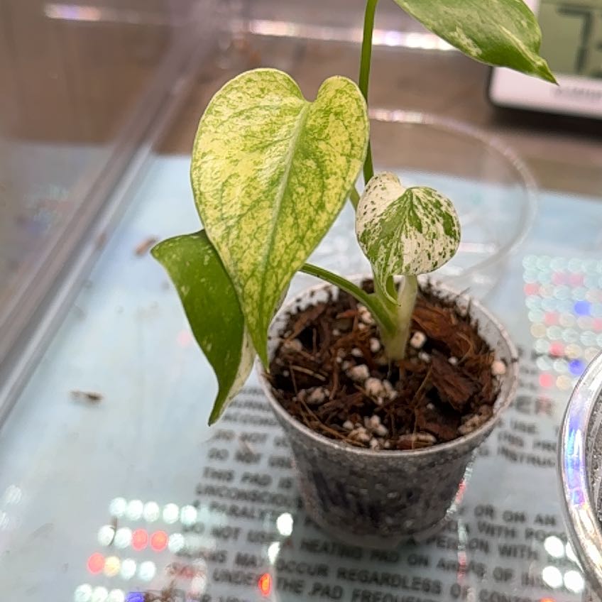 Kobe | A plant by @Petite_Eureka on Greg