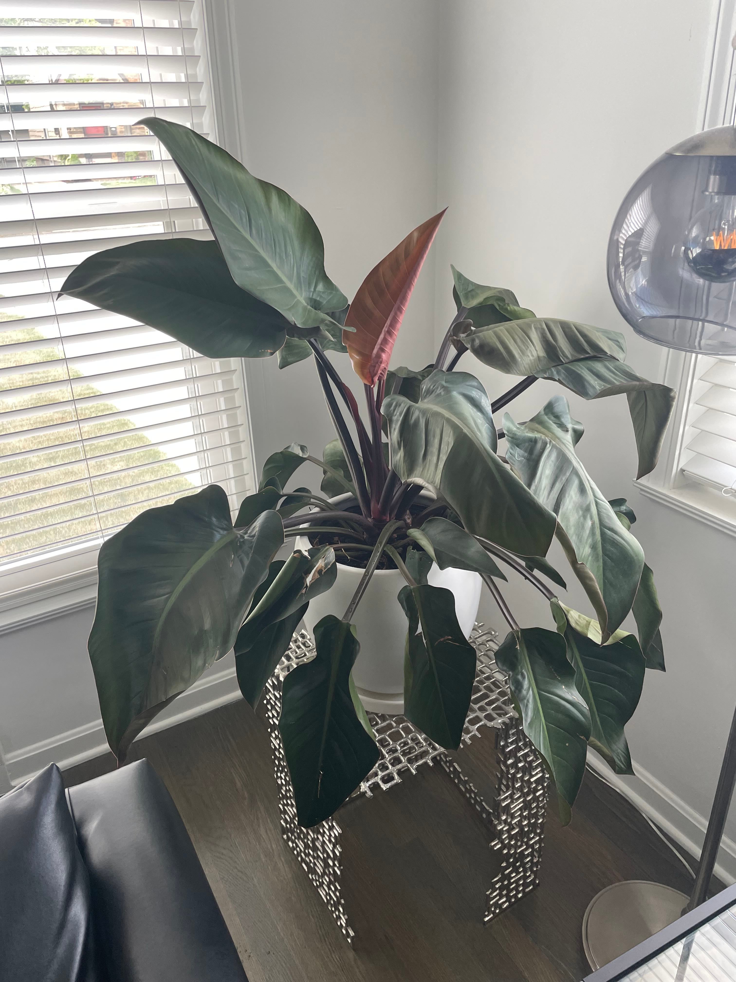 Blushing Philodendron Plant Care: Water, Light, Nutrients | Greg App 🌱