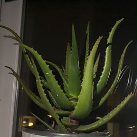 Starfish Aloe Plant Care: Water, Light, Nutrients | Greg App 🌱