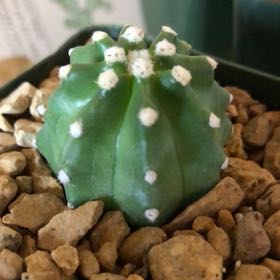 Echinocereus triglochidiatus var. inermis: How Much Water & Light Does ...