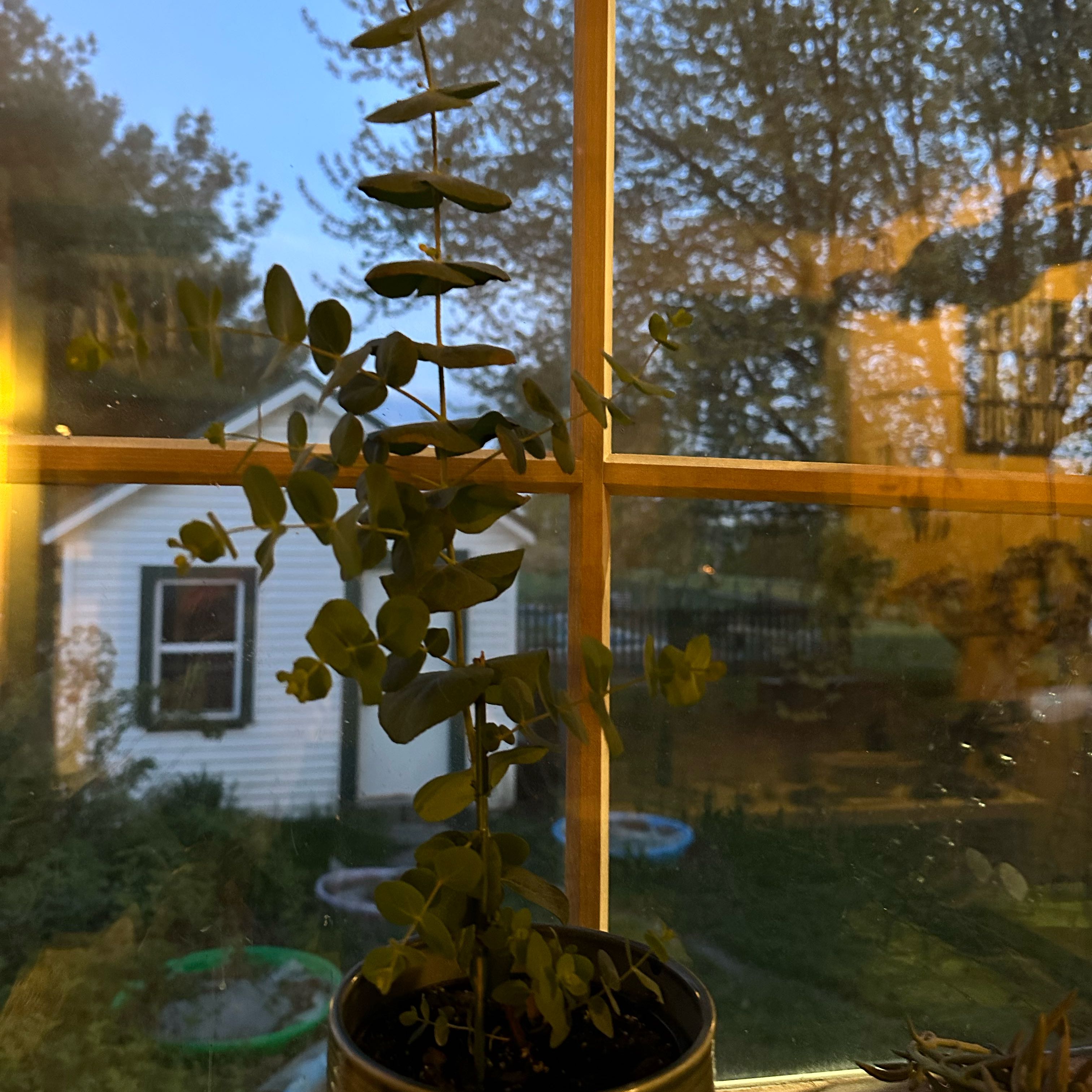 Why Is My Silver Dollar Tree Not Doing Well?