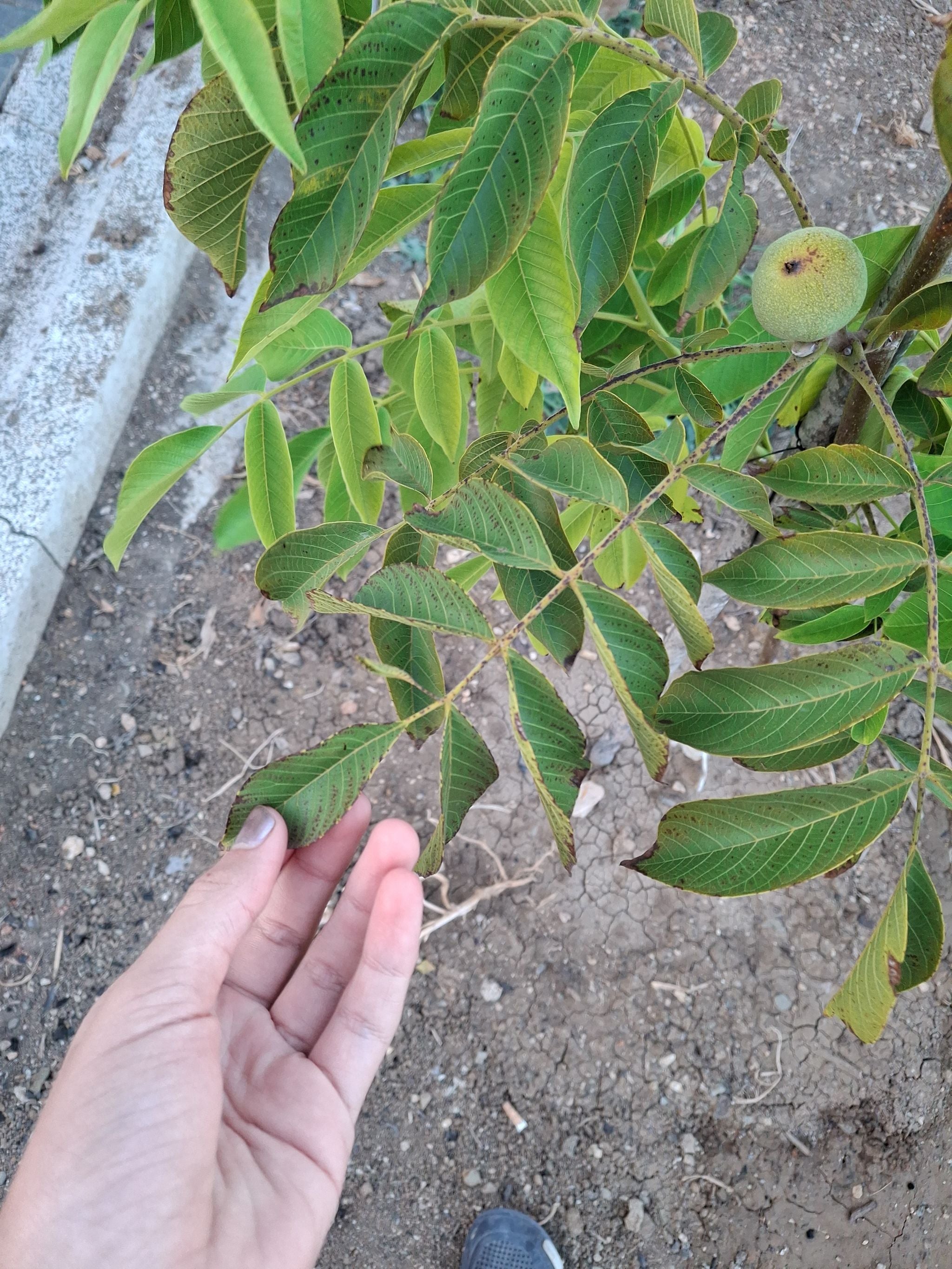 Dwarf Walnut: A Comprehensive Overview 🌰