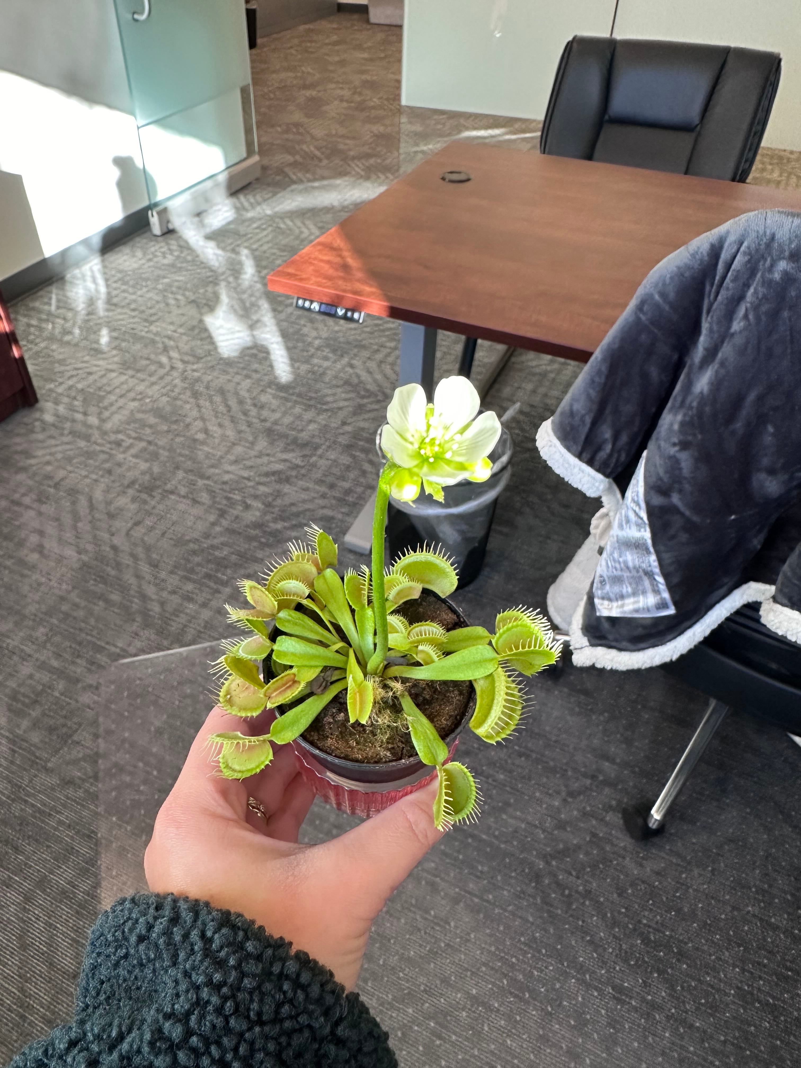 Venus Flytrap 'Schuppenstiel II' Plant Care: Water, Light, Nutrients ...