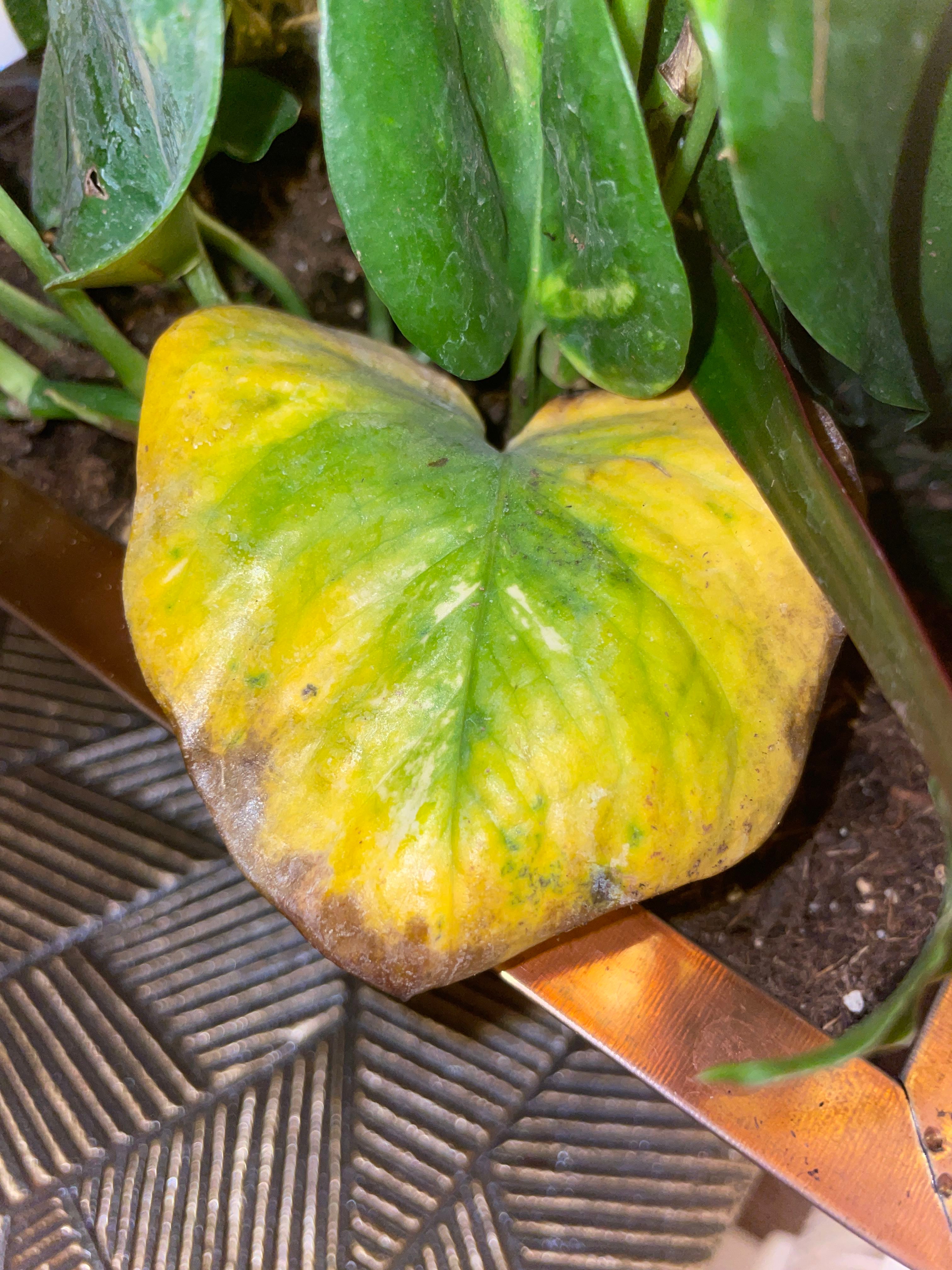 All About Your Golden Pothos's Roots