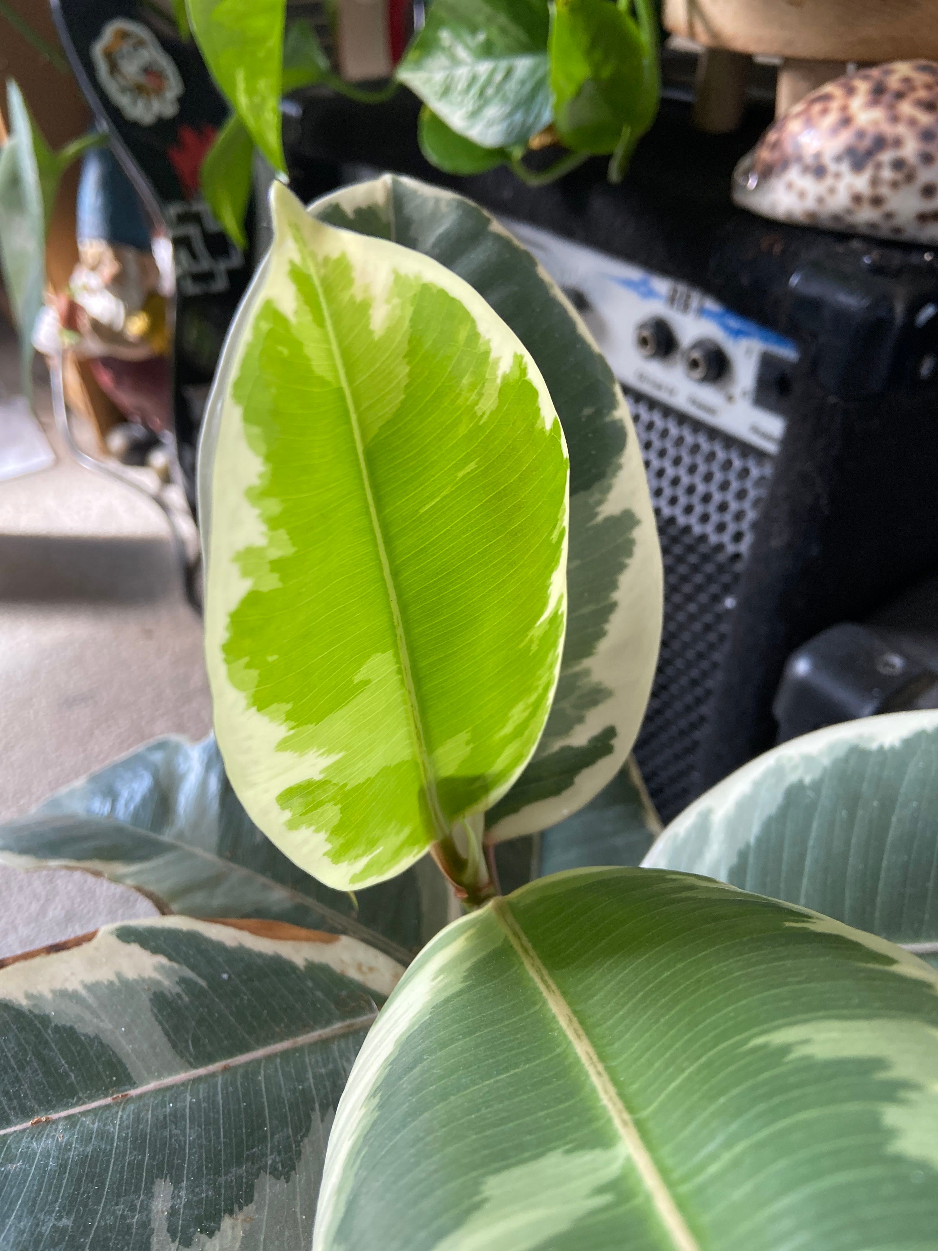 Gregarious | A plant by @SnappyGuayule on Greg