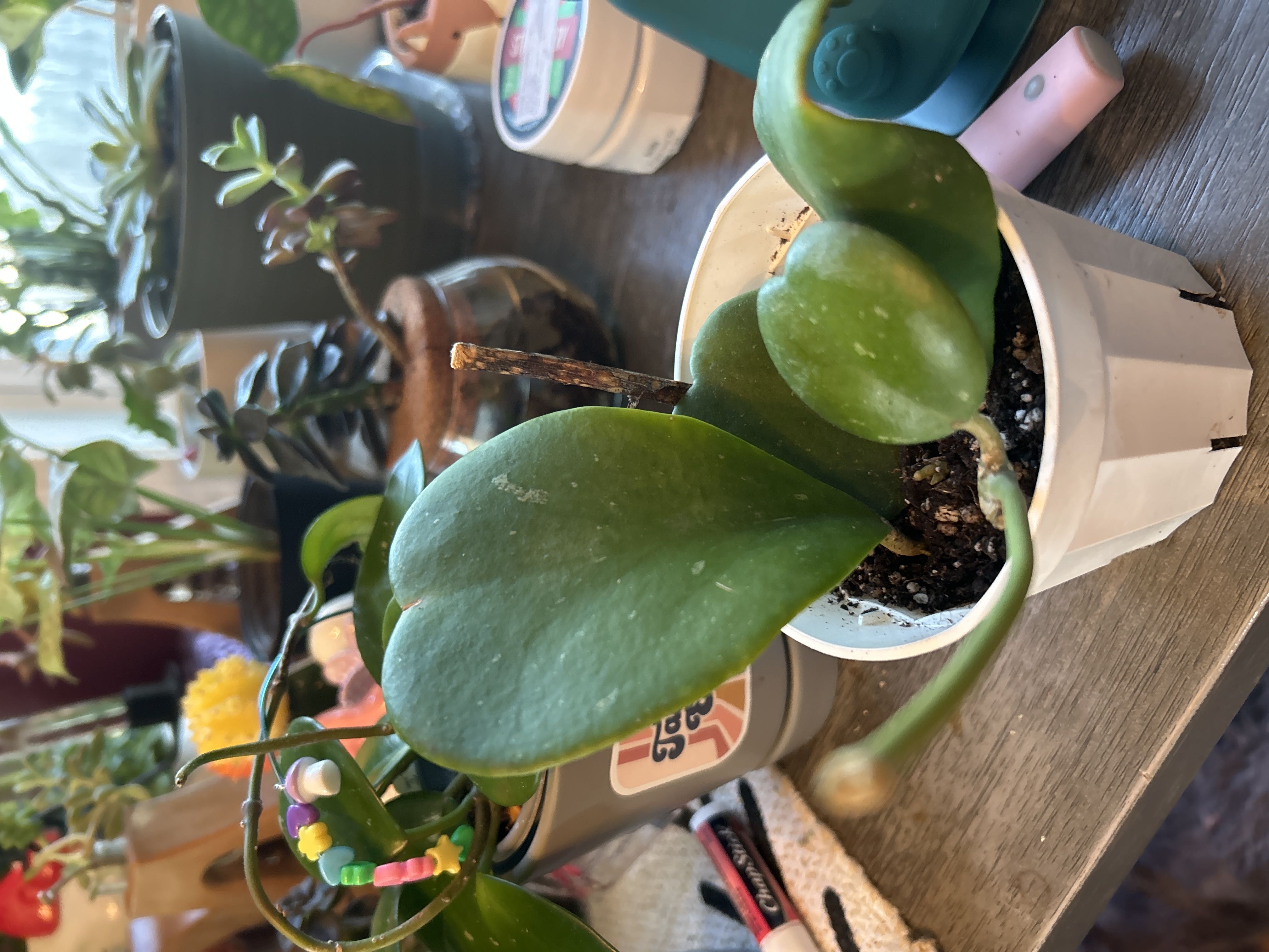 Hoya 'Chouke' Care 101: Water, Light & Growing Tips
