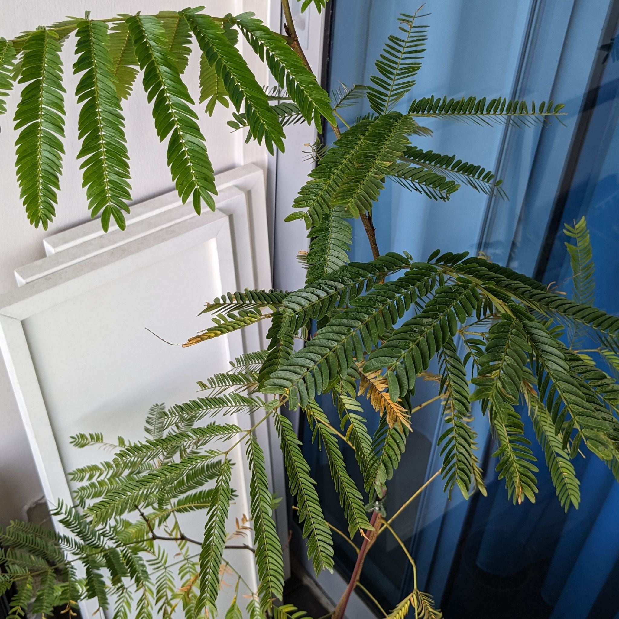 How to Care for Japanese Everfresh Tree: Mastering Water, Sunlight & More