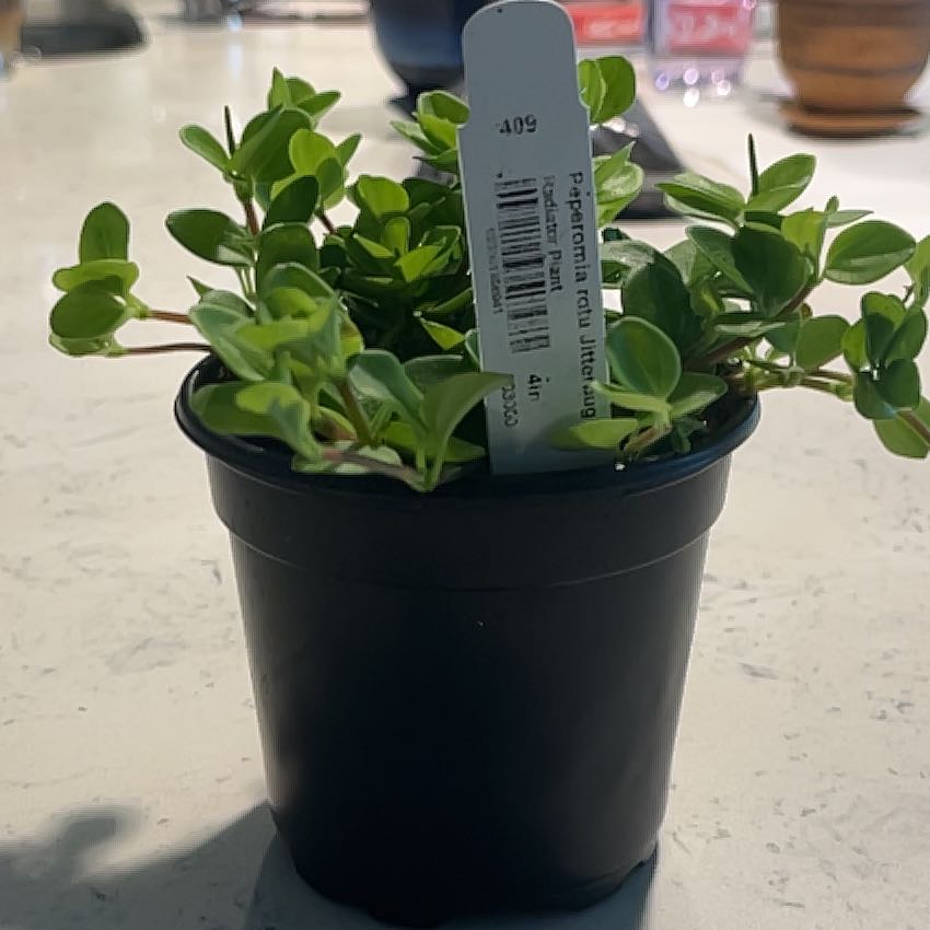 Peperomia Jitterbug Plant Care: Water, Light, Nutrients | Greg App 🌱