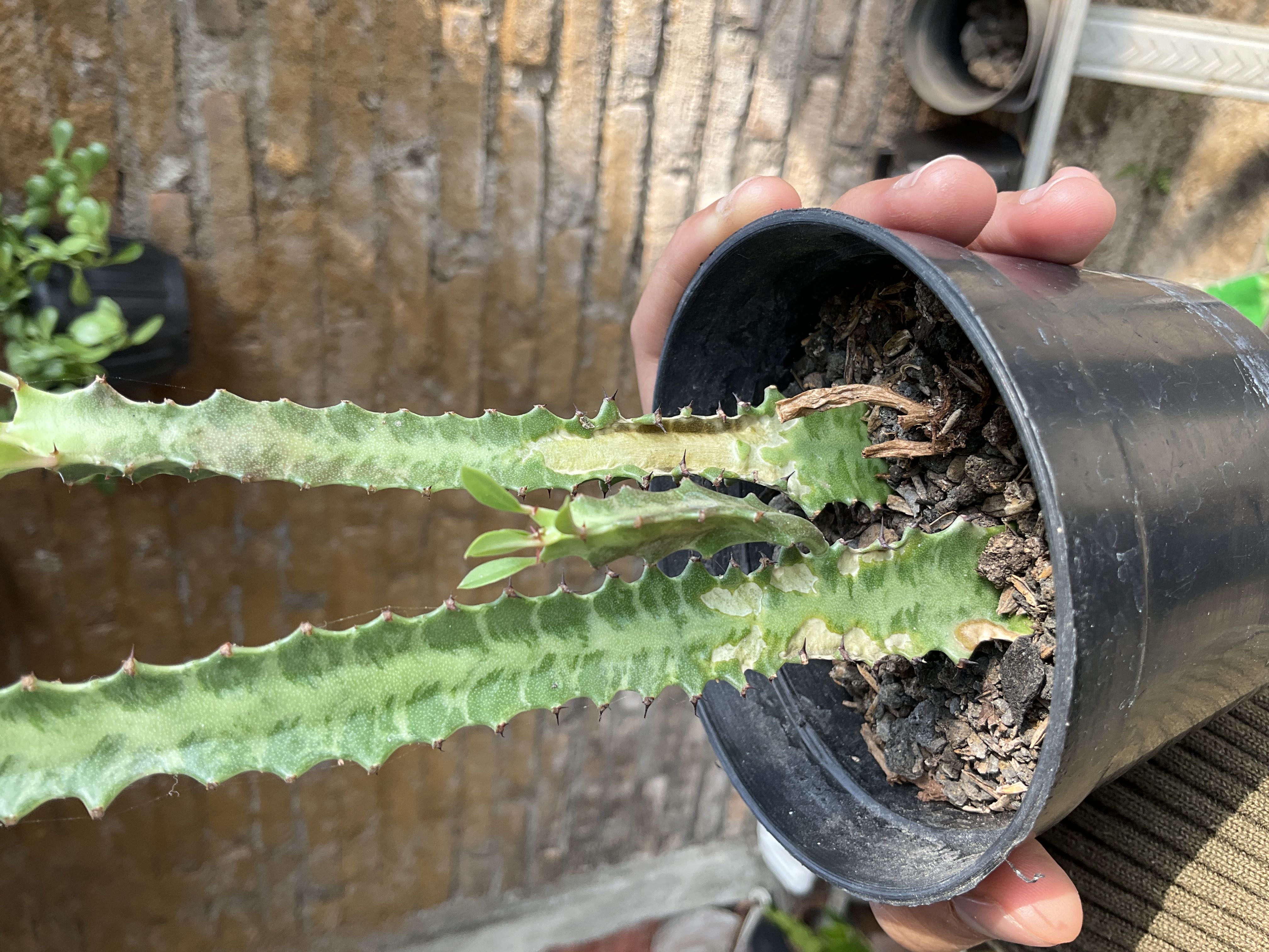 🌵 10 Facts About African Milk Tree Lifecycle