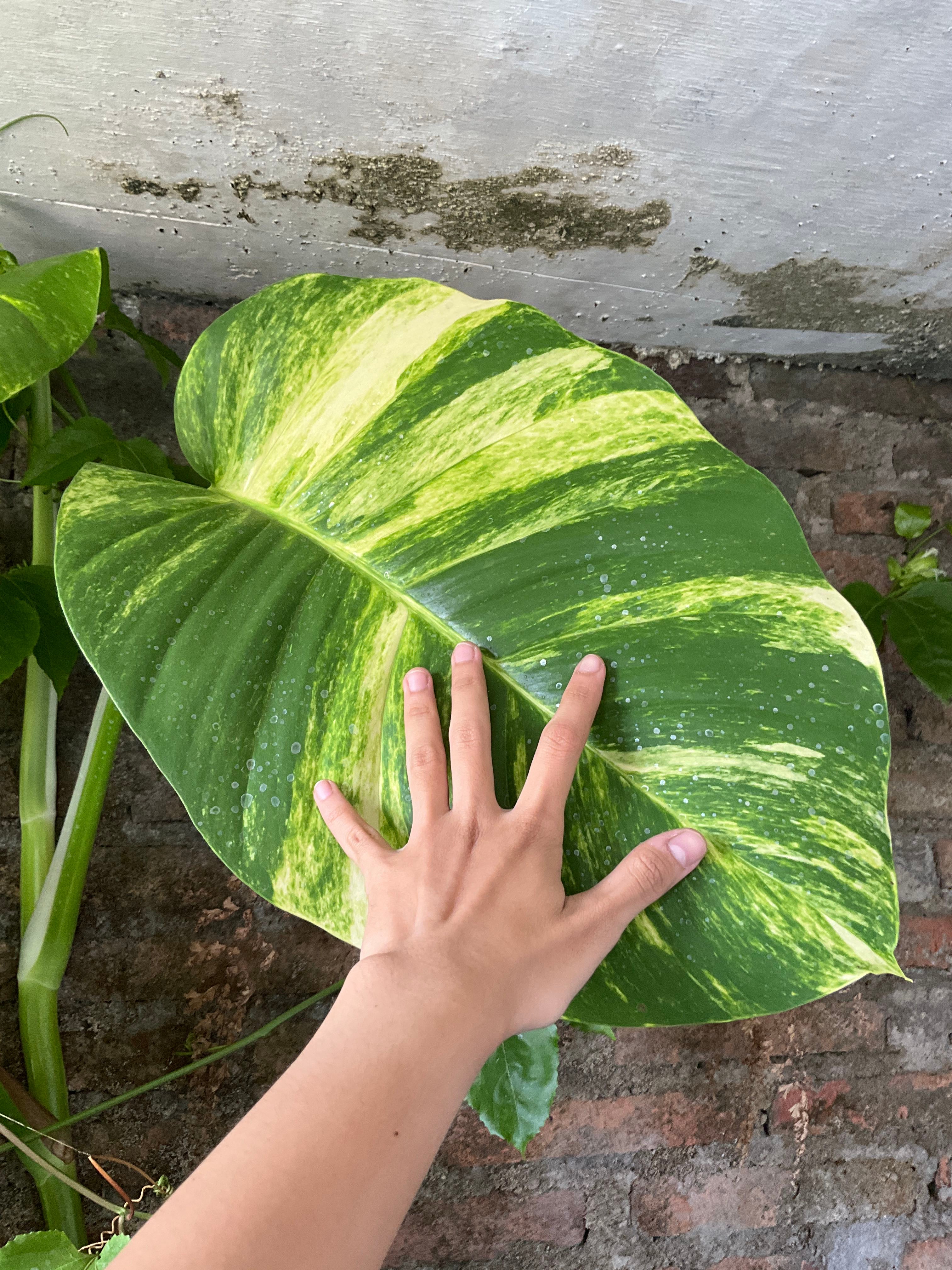 Keep Your Golden Pothos Alive: Light, Water & Care Instructions