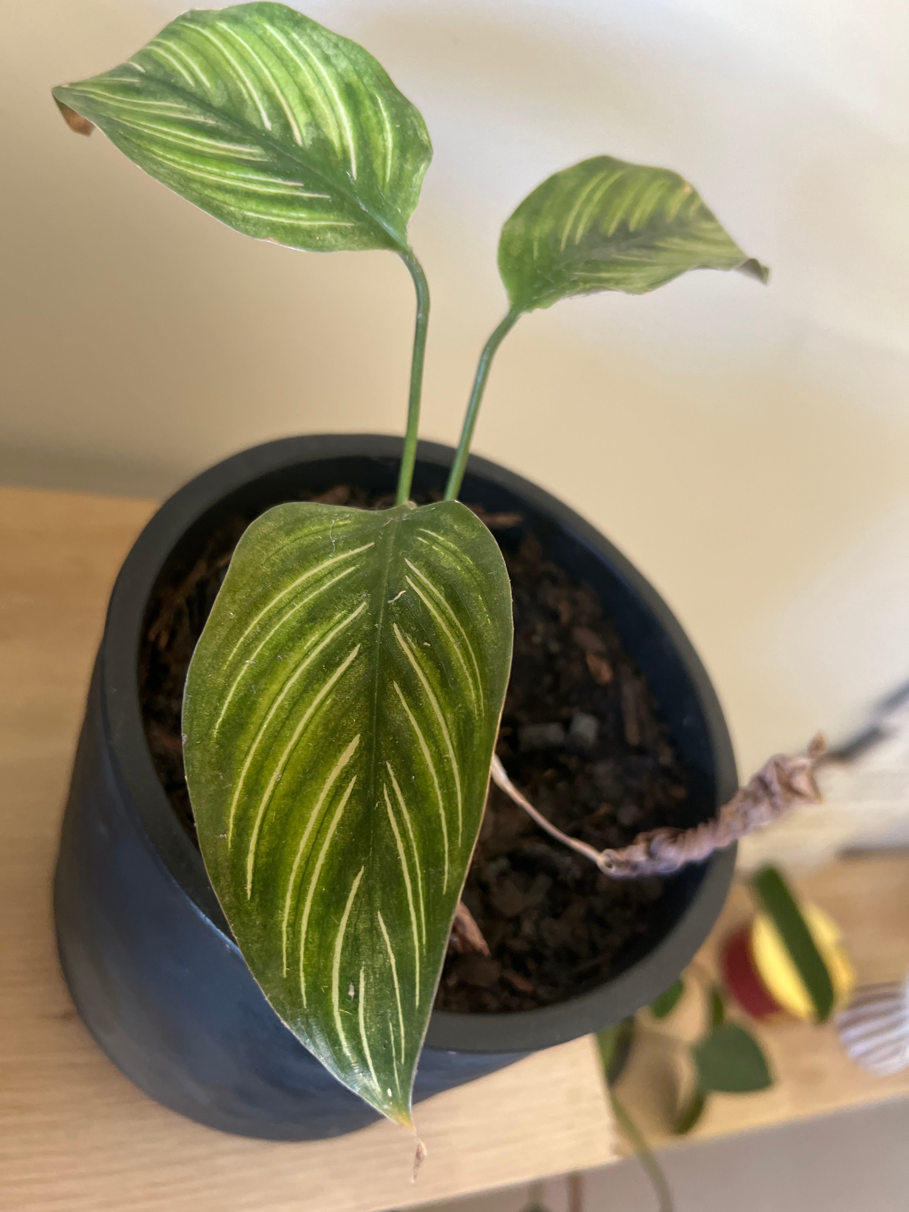 Calathea lietzei 'Stella' Plant Care: Water, Light, Nutrients | Greg App 🌱