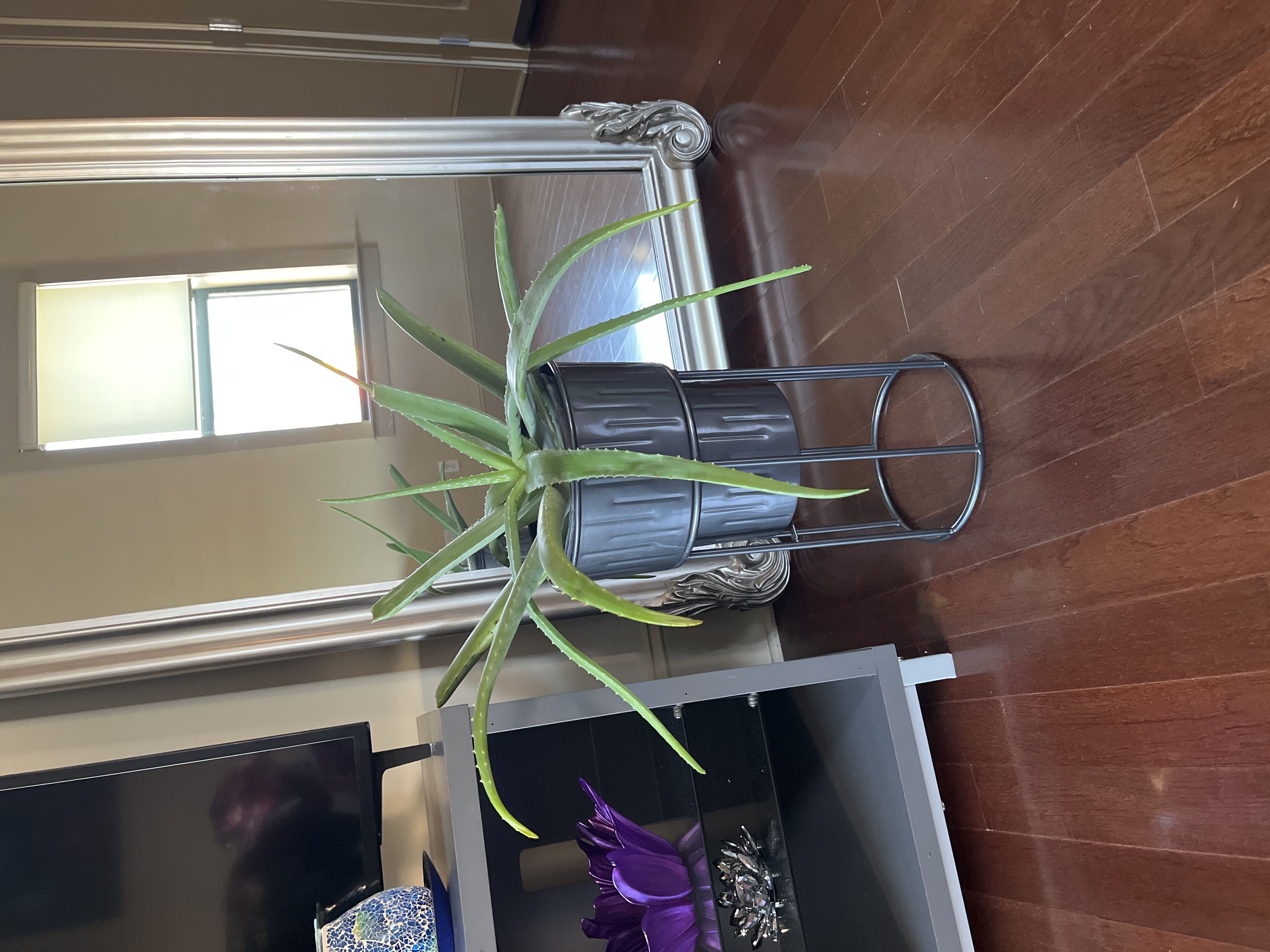 How Long Your Aloe vera Will Live