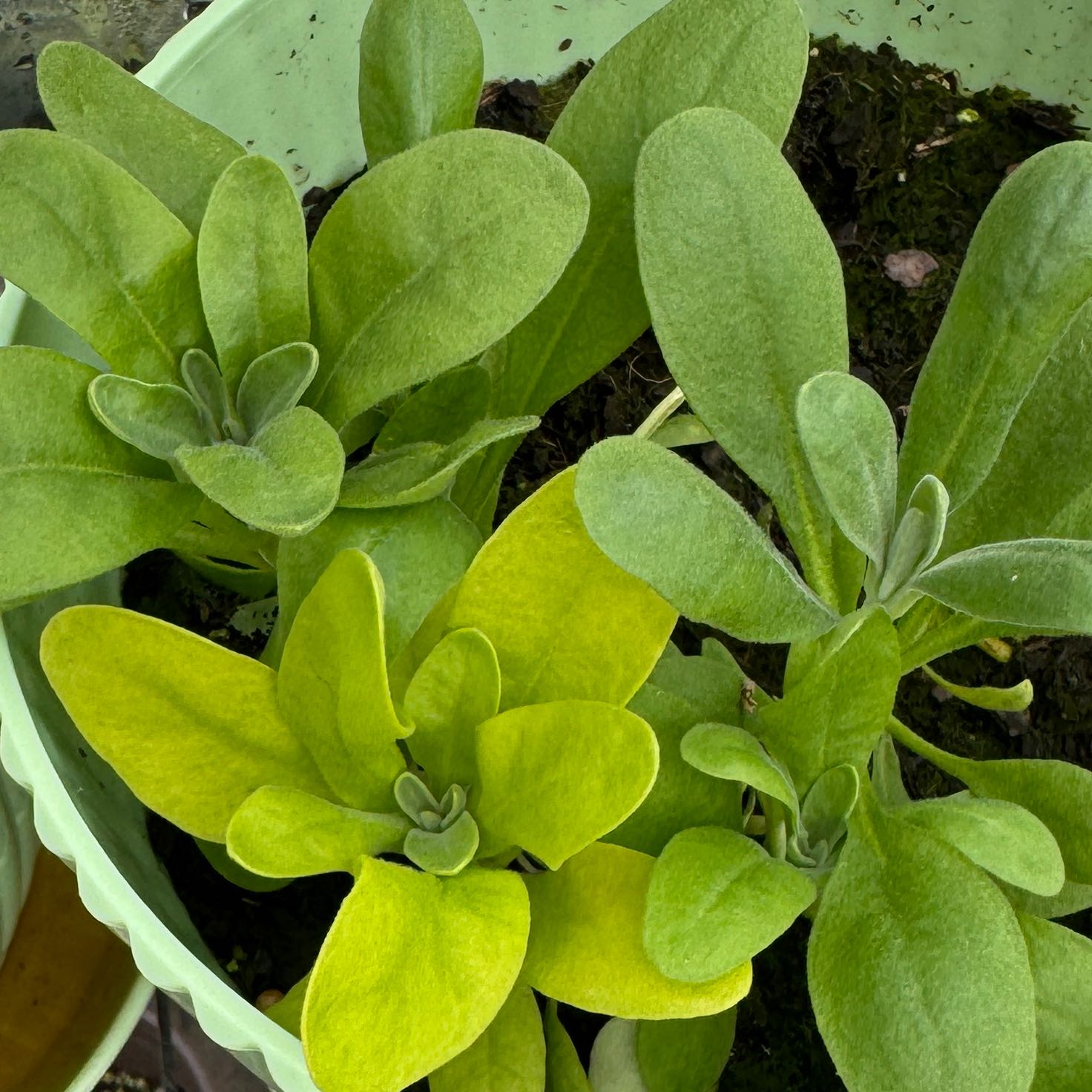 Stock 'Katz Ruby' Plant Care: Water, Light, Nutrients | Greg App 🌱