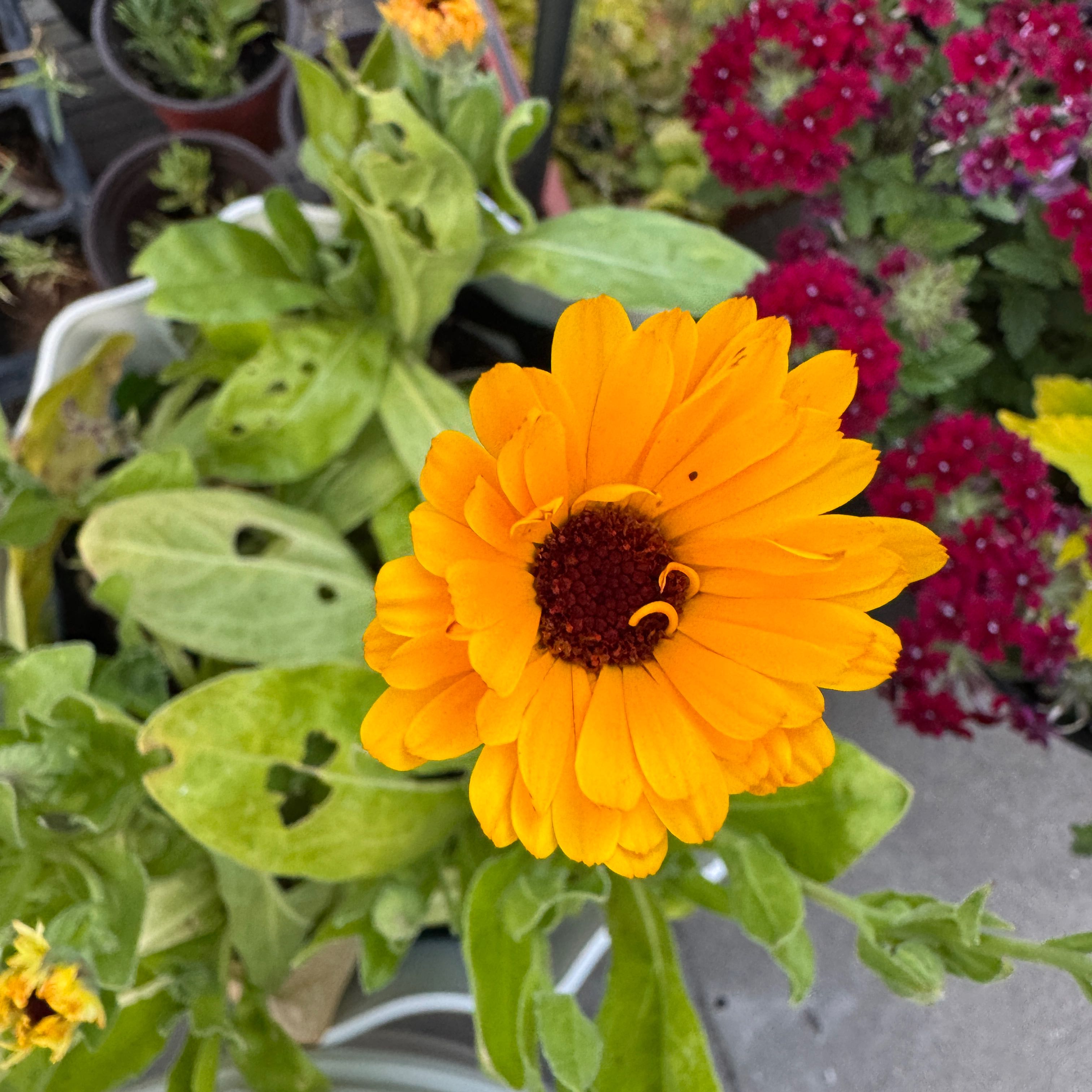 Gregarious | A plant by @AamchiWaadi on Greg