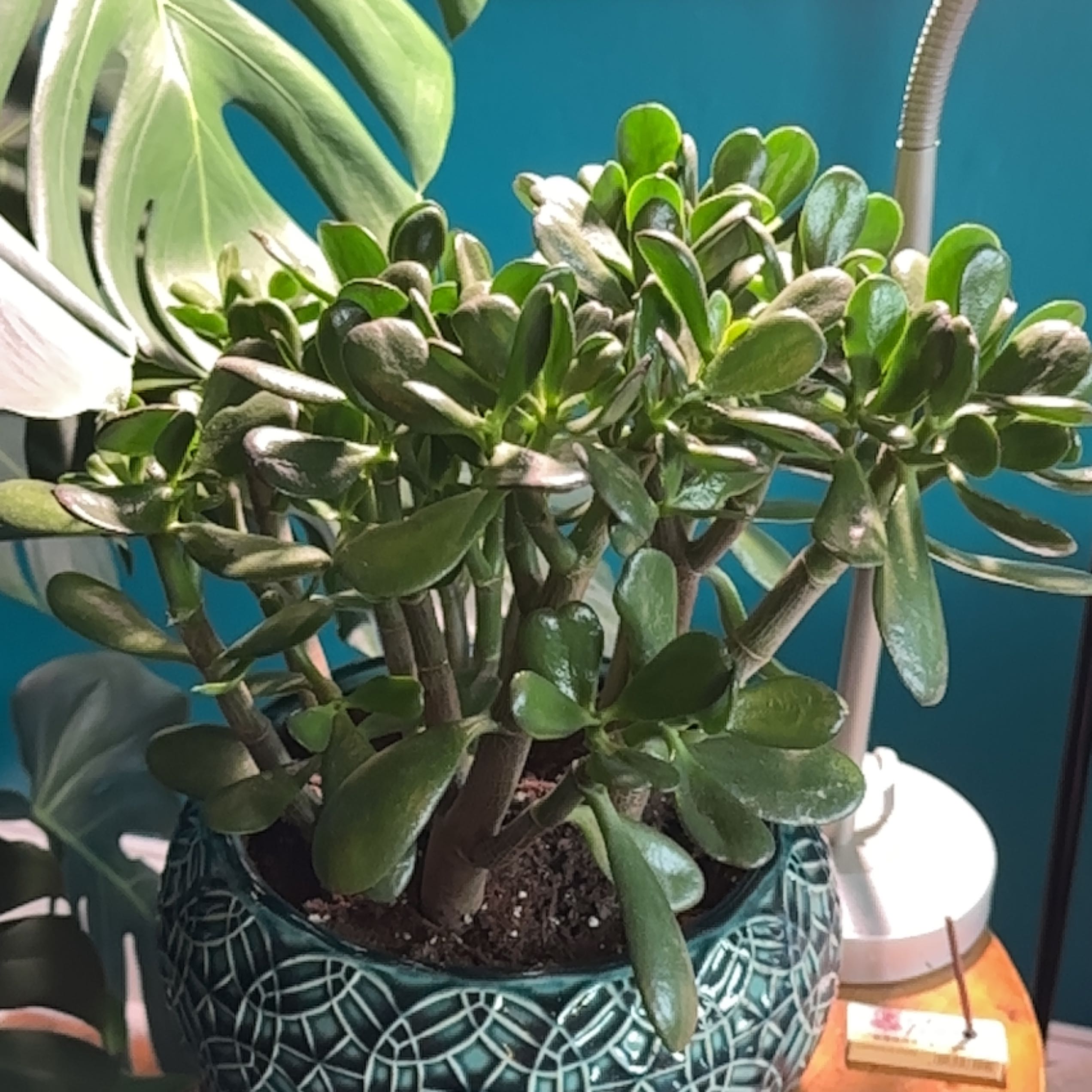 Emperor | A plant by @Siggysgarden on Greg