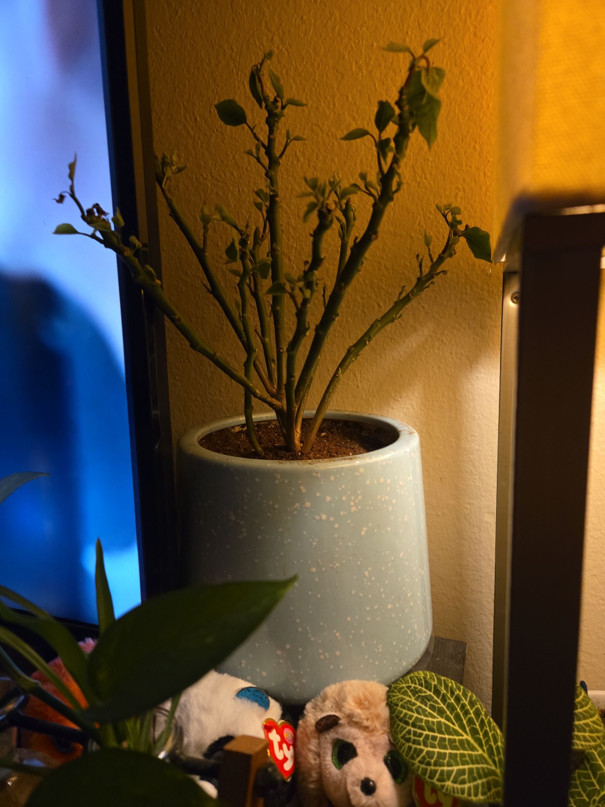 The Complete Chichituna Plant Care Guide: Water, Light & Beyond